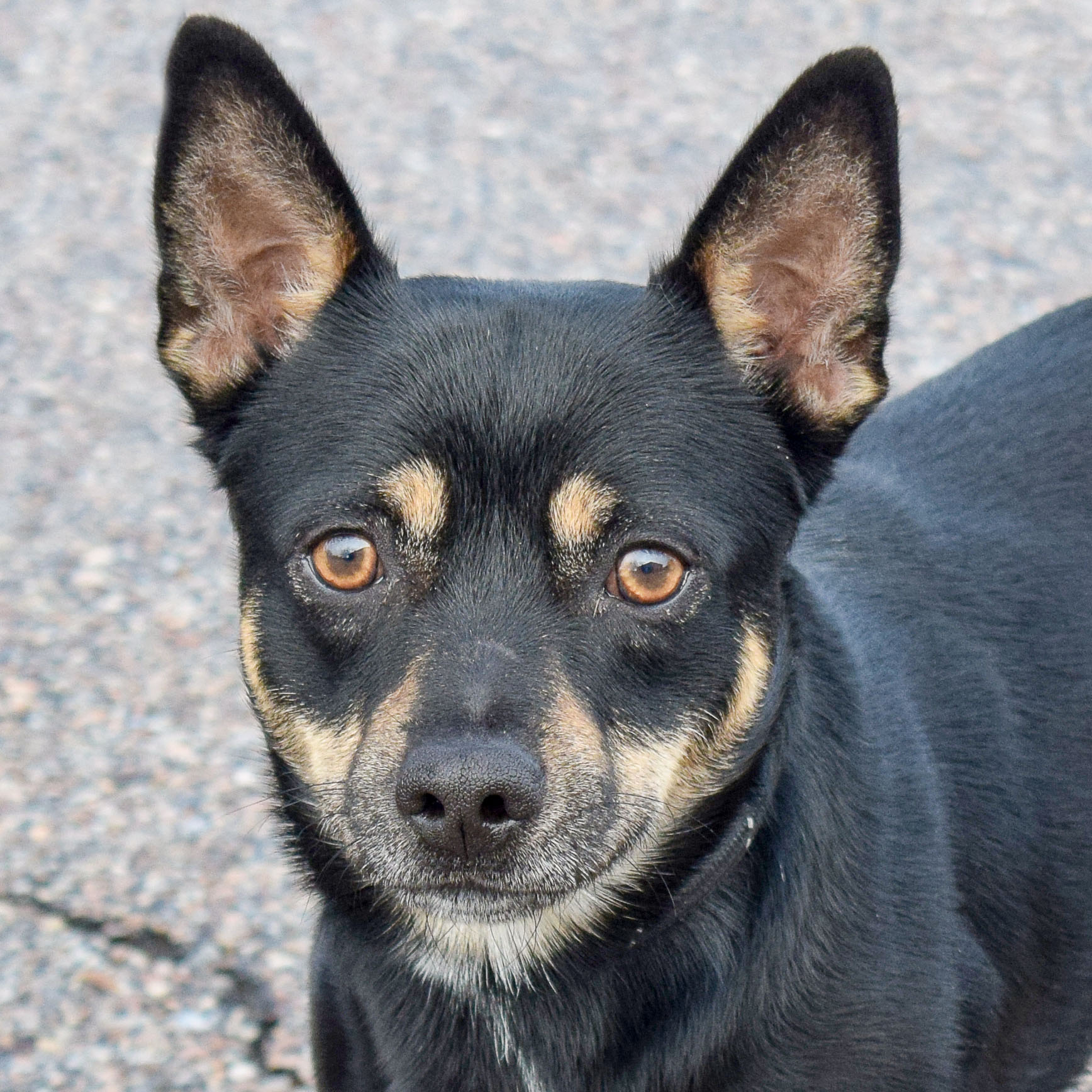 Poncho - Animal House Shelter