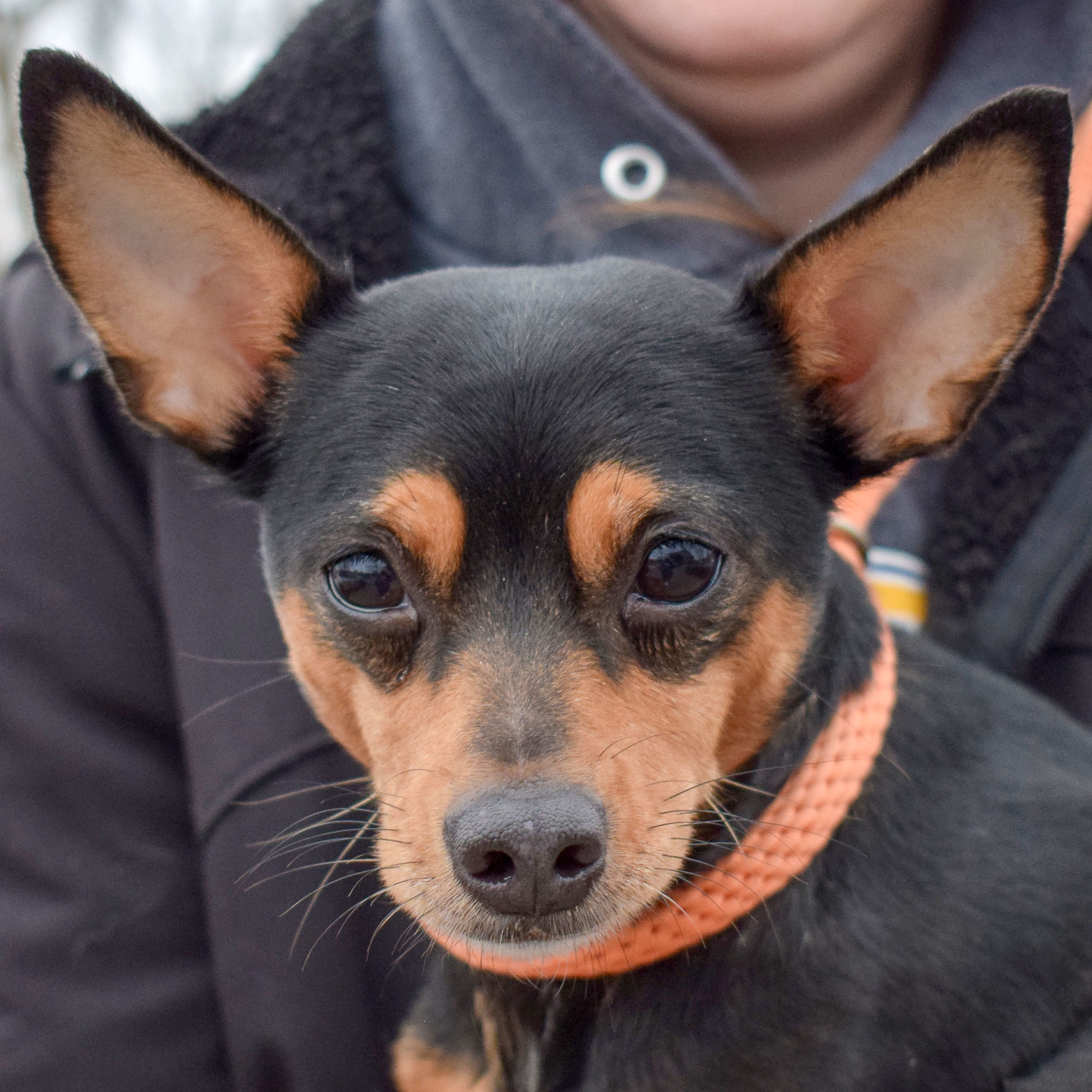 Poppy - Animal House Shelter