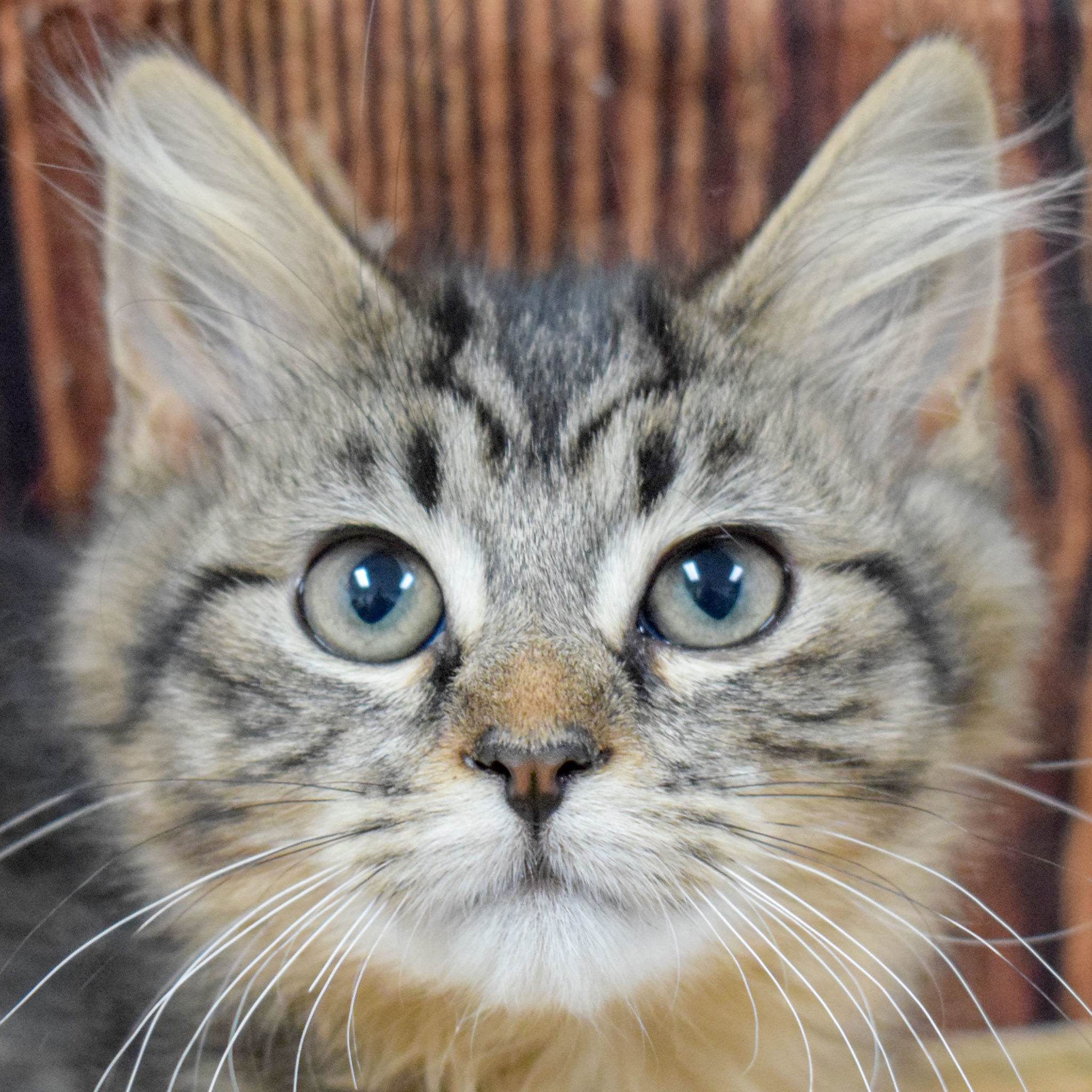 Puff - Animal House Shelter