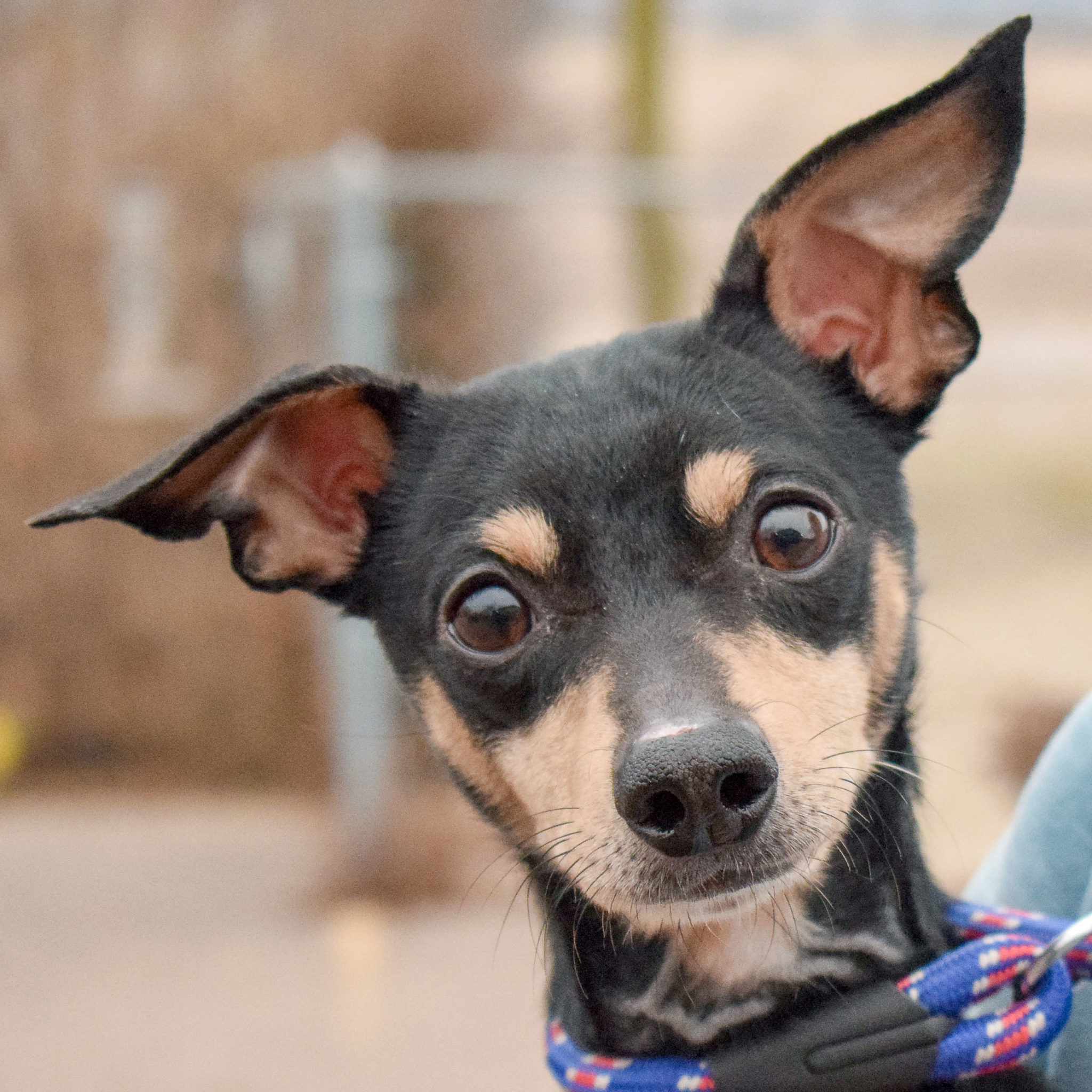 Yam - Animal House Shelter