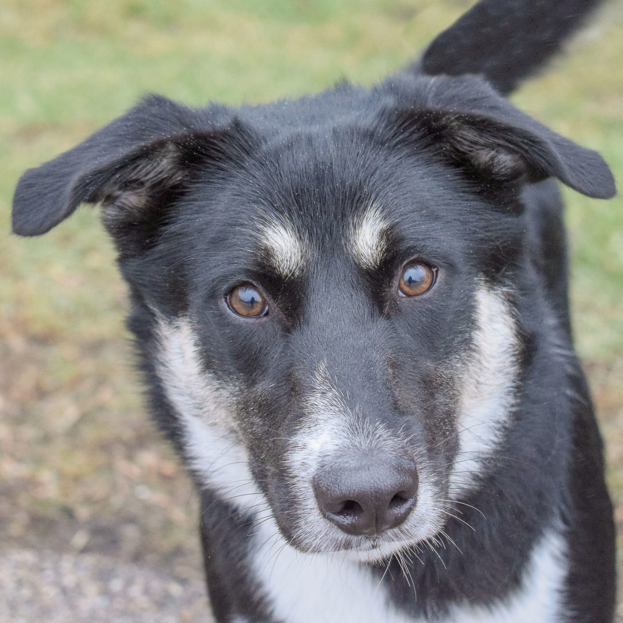 Bullet - Animal House Shelter