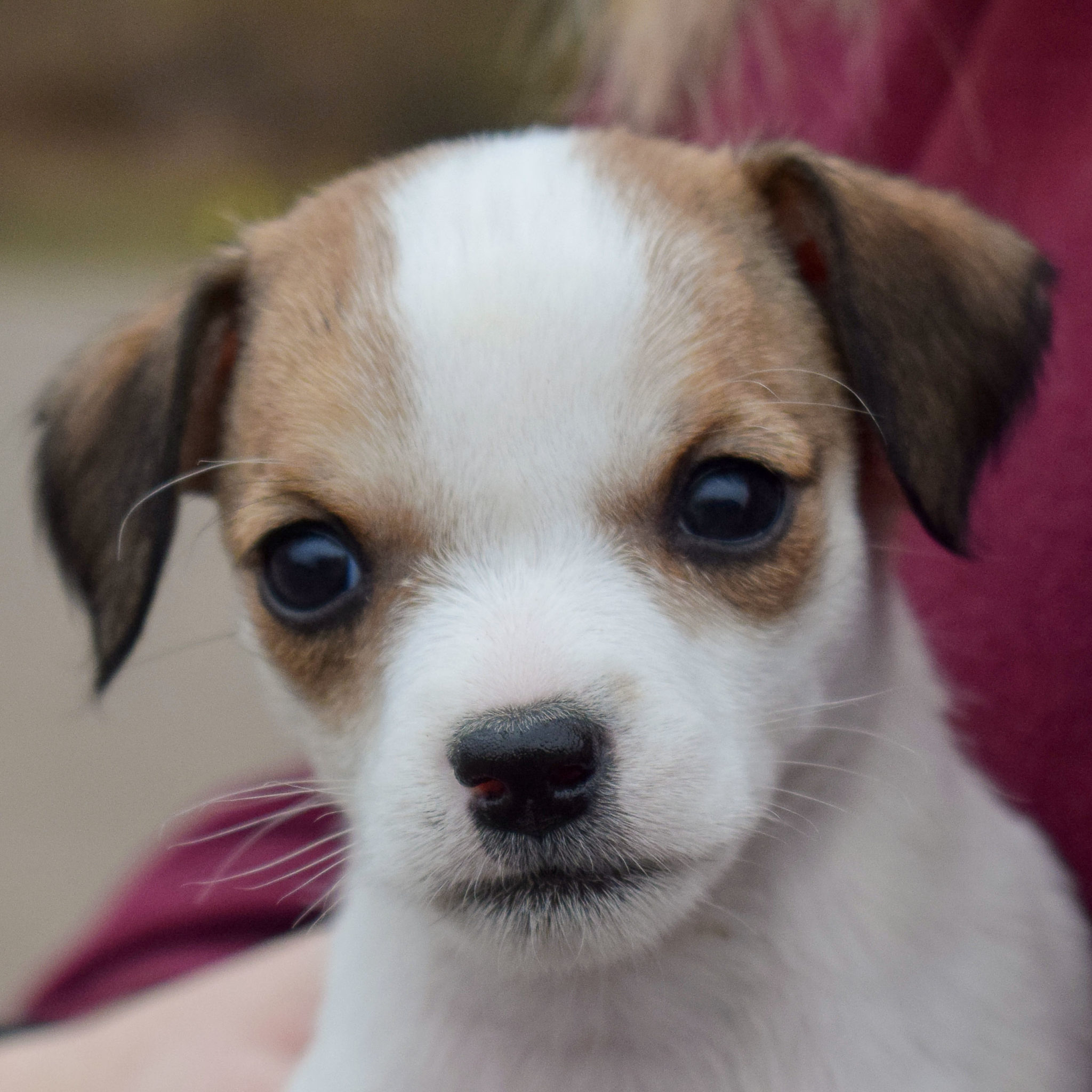 Claire - Animal House Shelter