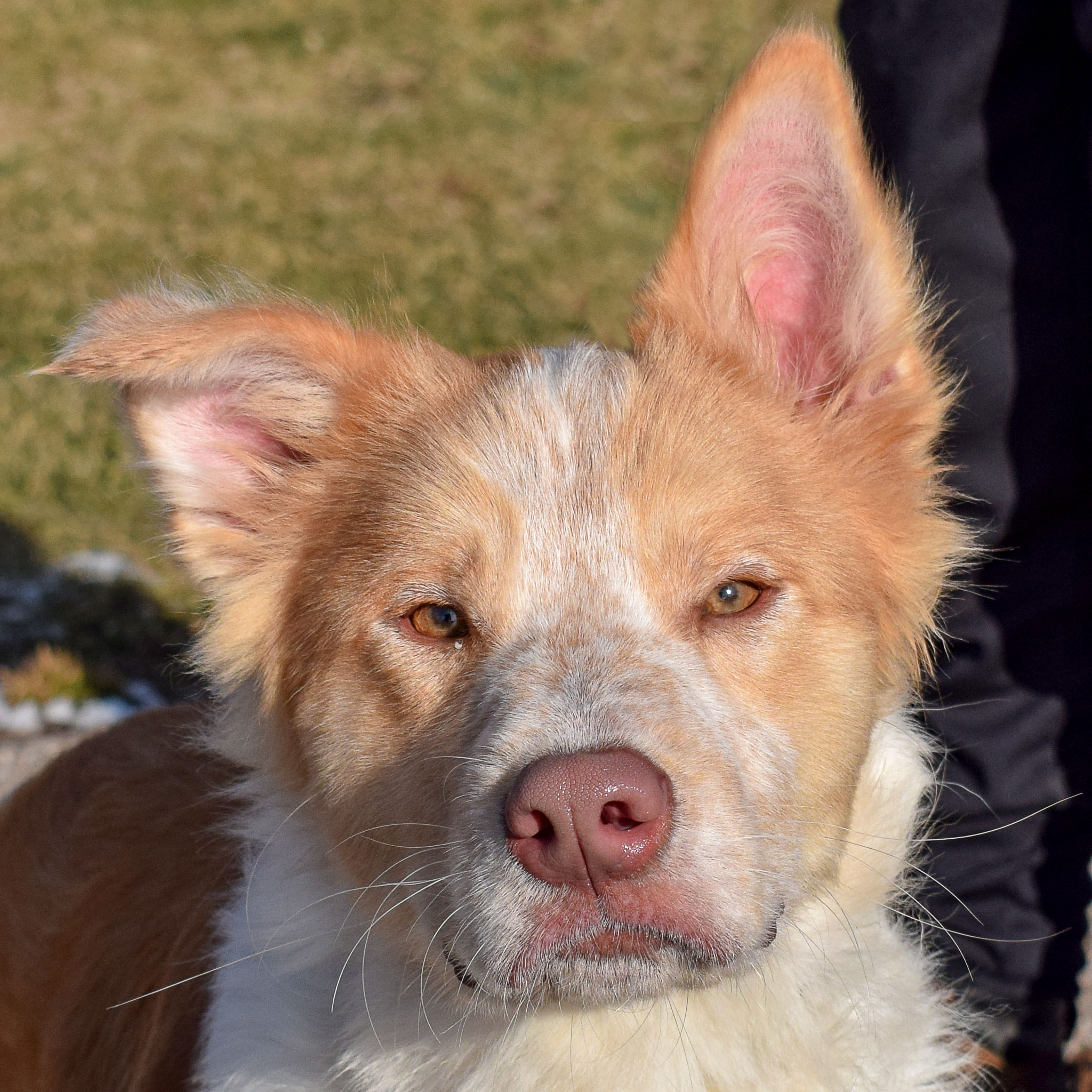 Cody - Animal House Shelter