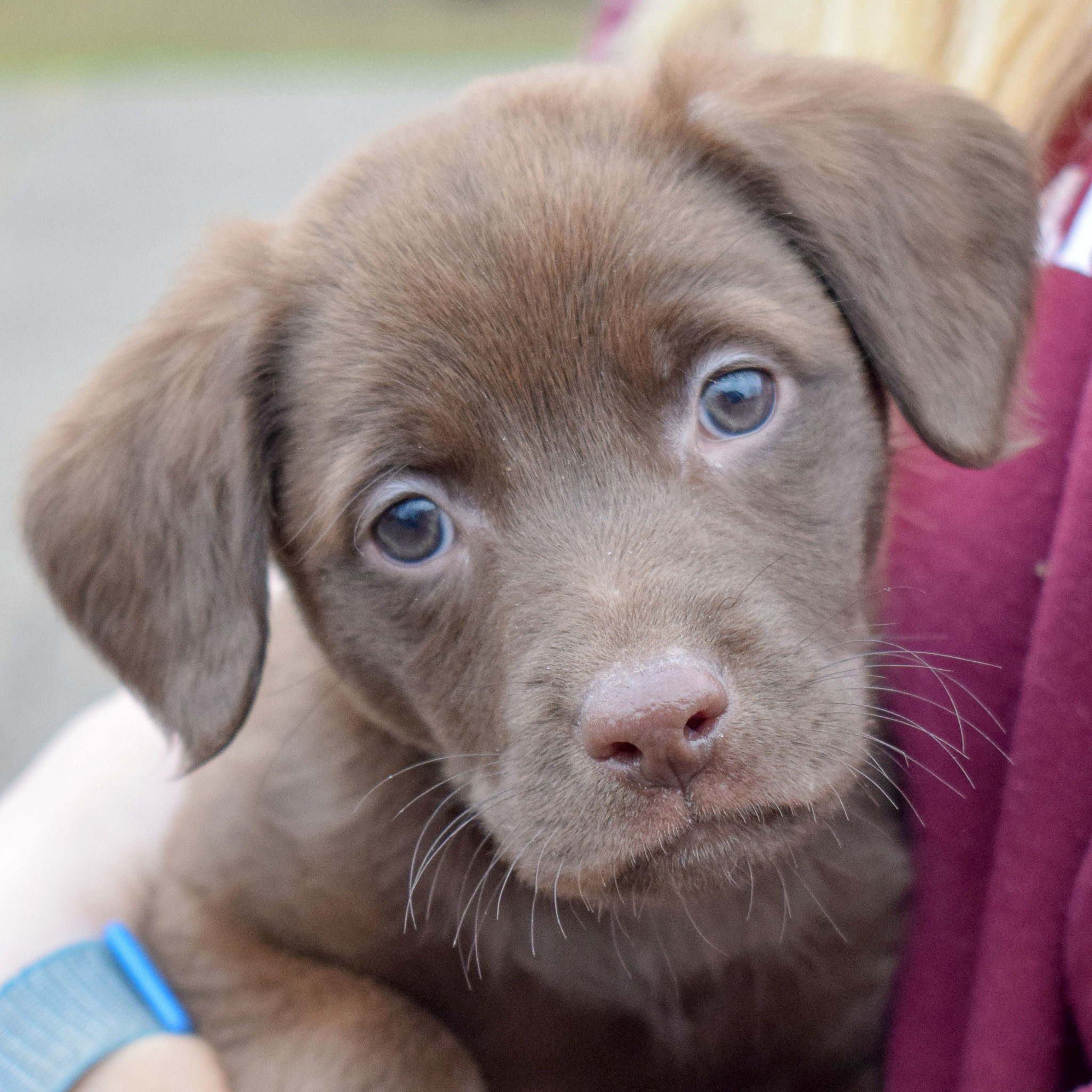James - Animal House Shelter