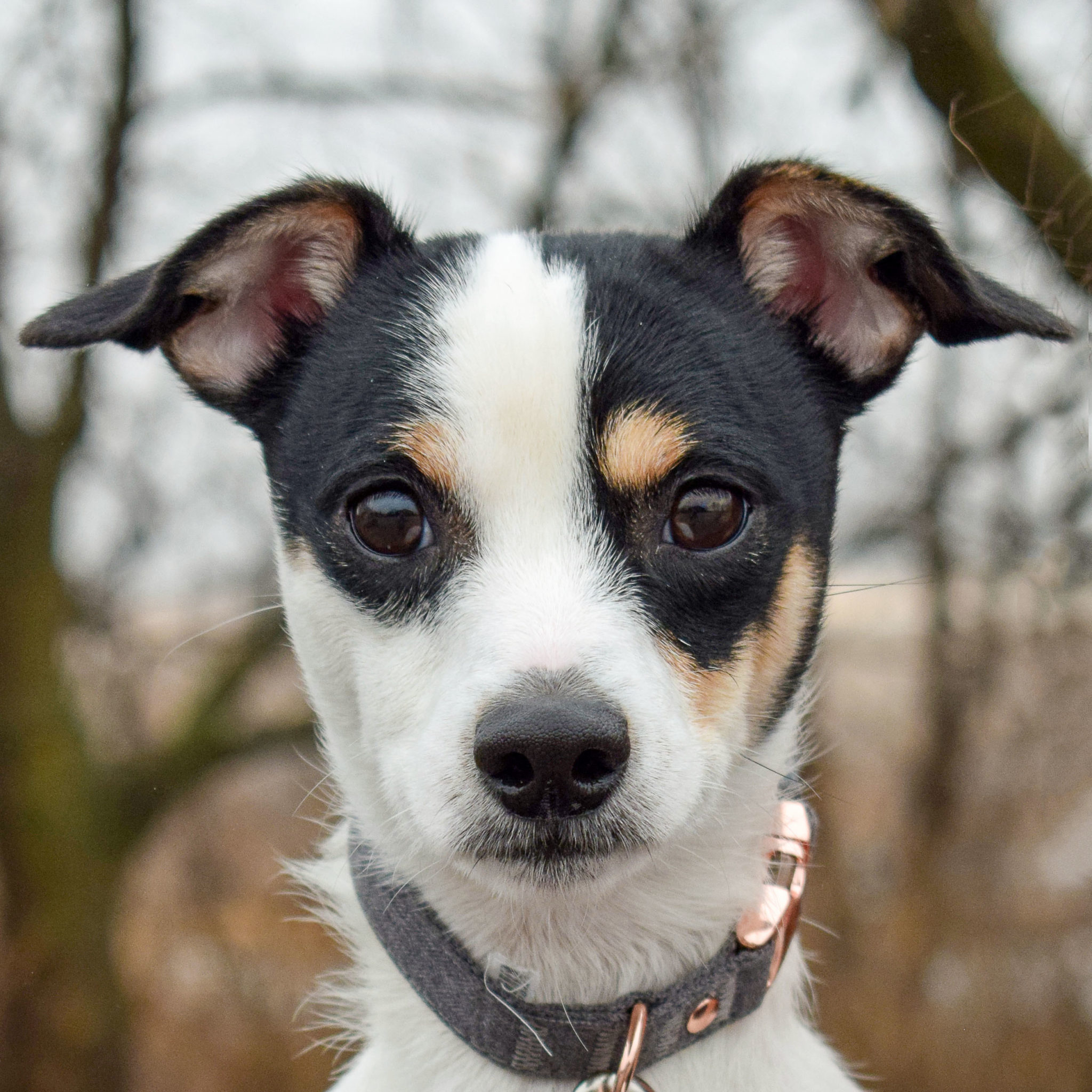 Luke - Animal House Shelter