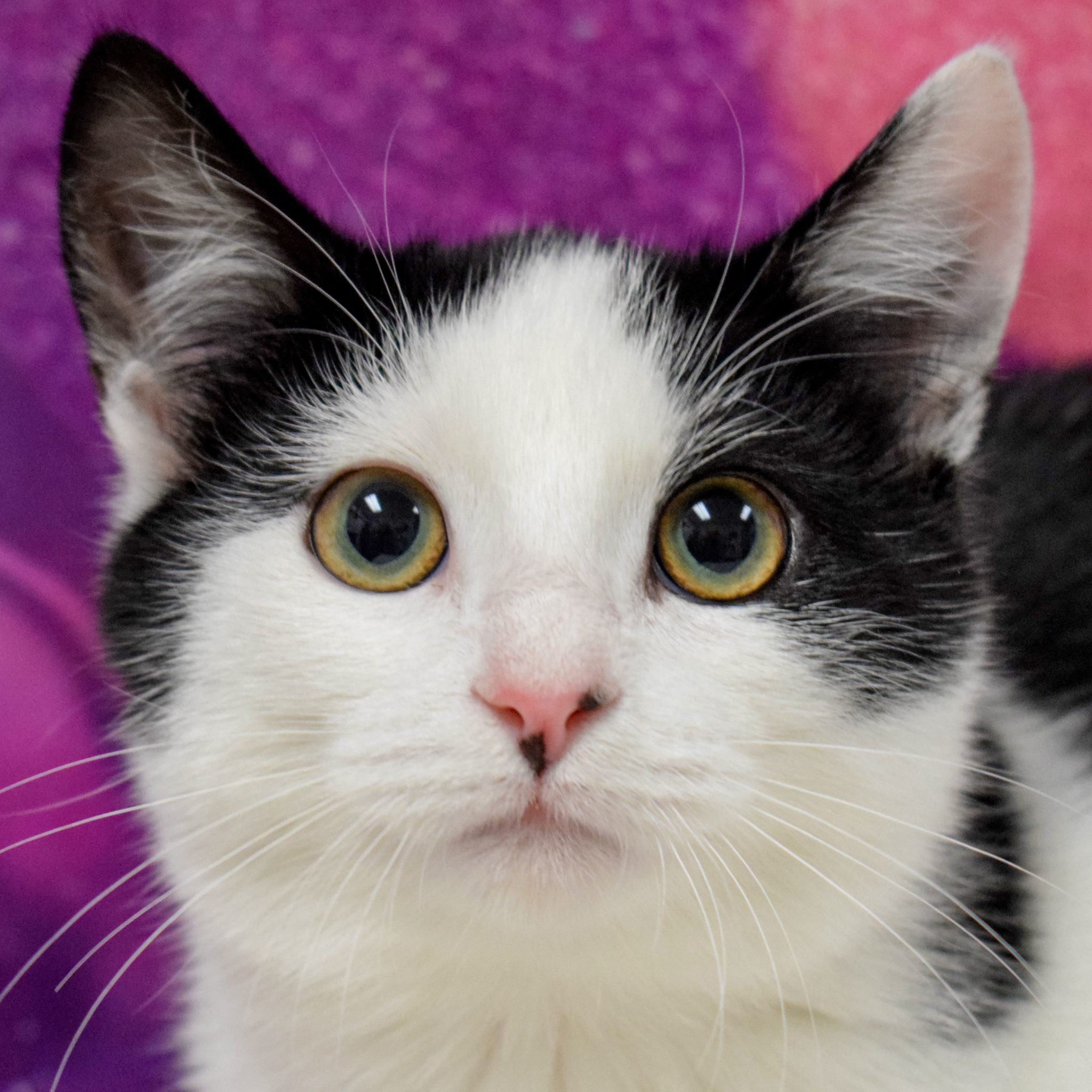 Milo - Animal House Shelter