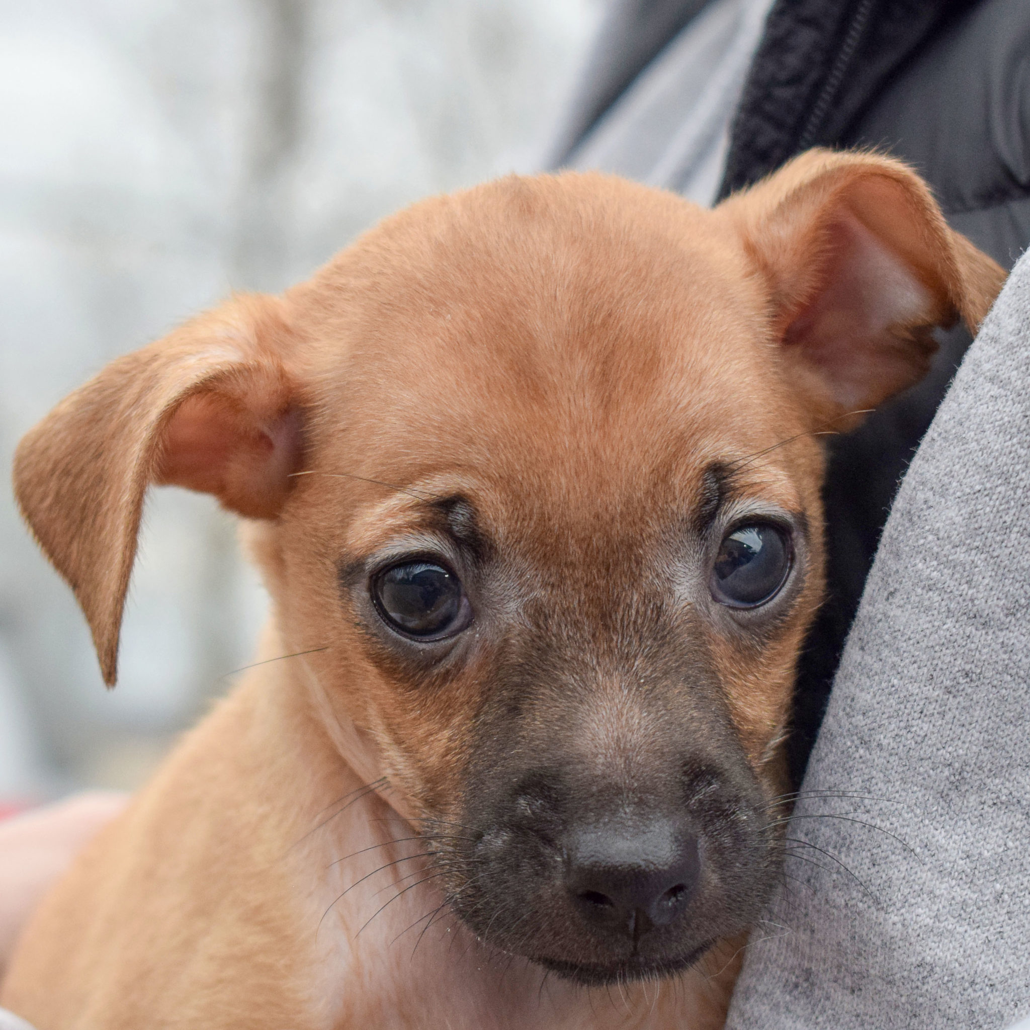 Mocha - Animal House Shelter