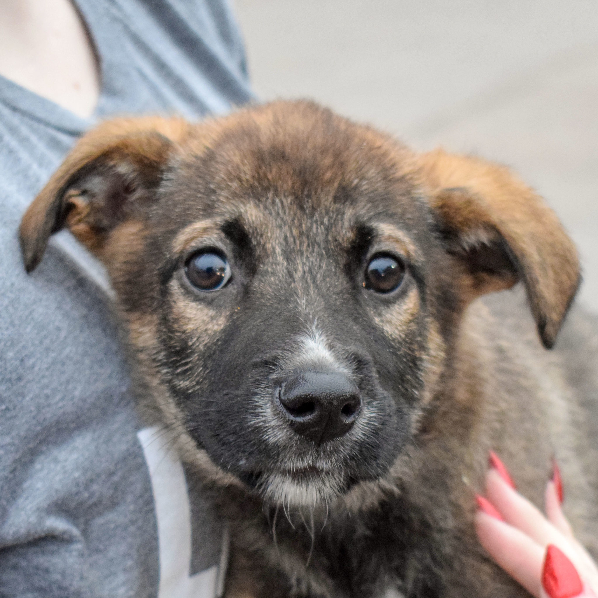 Sven - Animal House Shelter