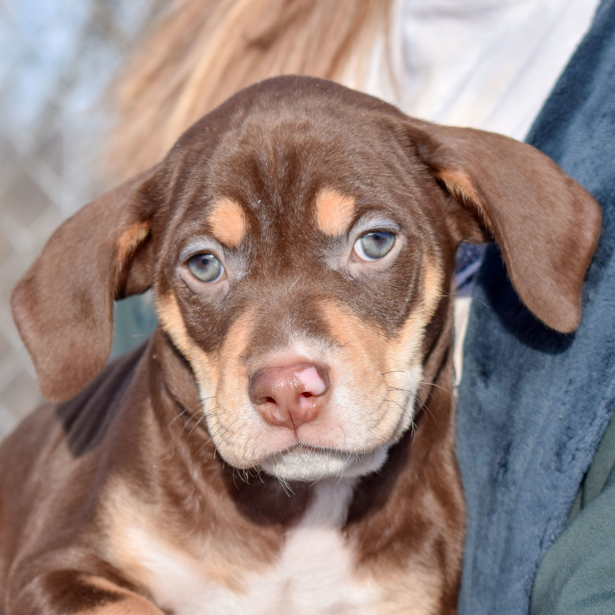 Tito - Animal House Shelter