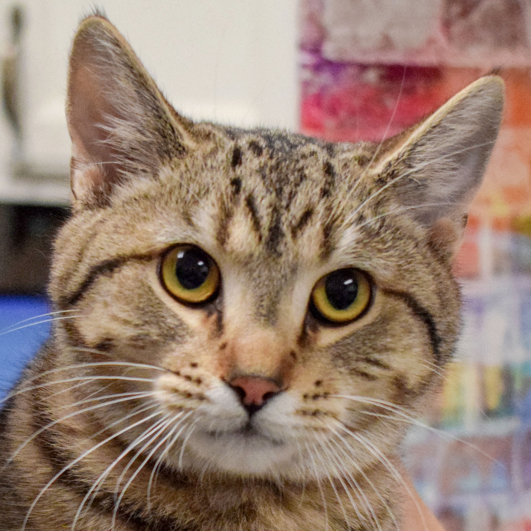 Viola - Animal House Shelter