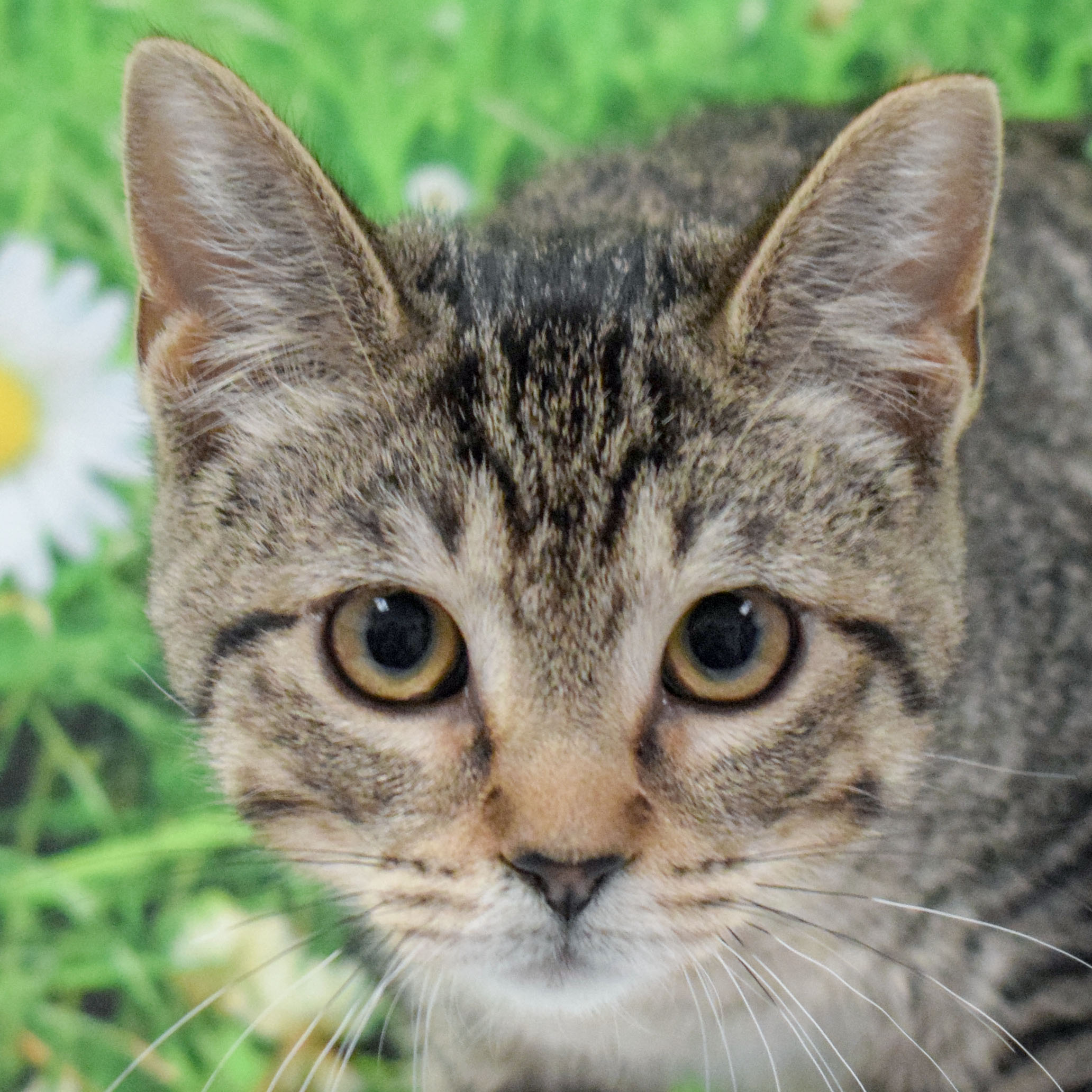 Zeus - Animal House Shelter