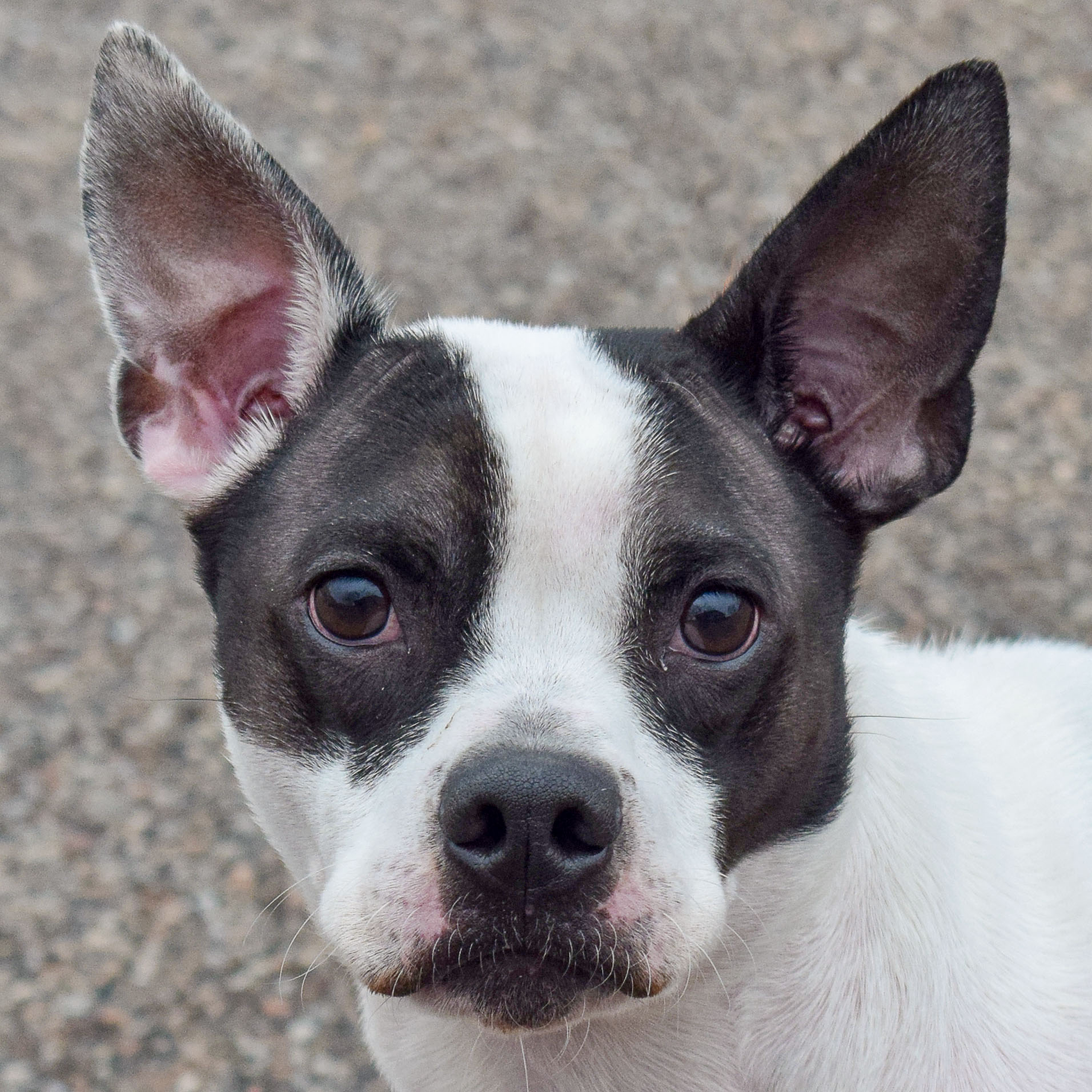 Zeus - Animal House Shelter