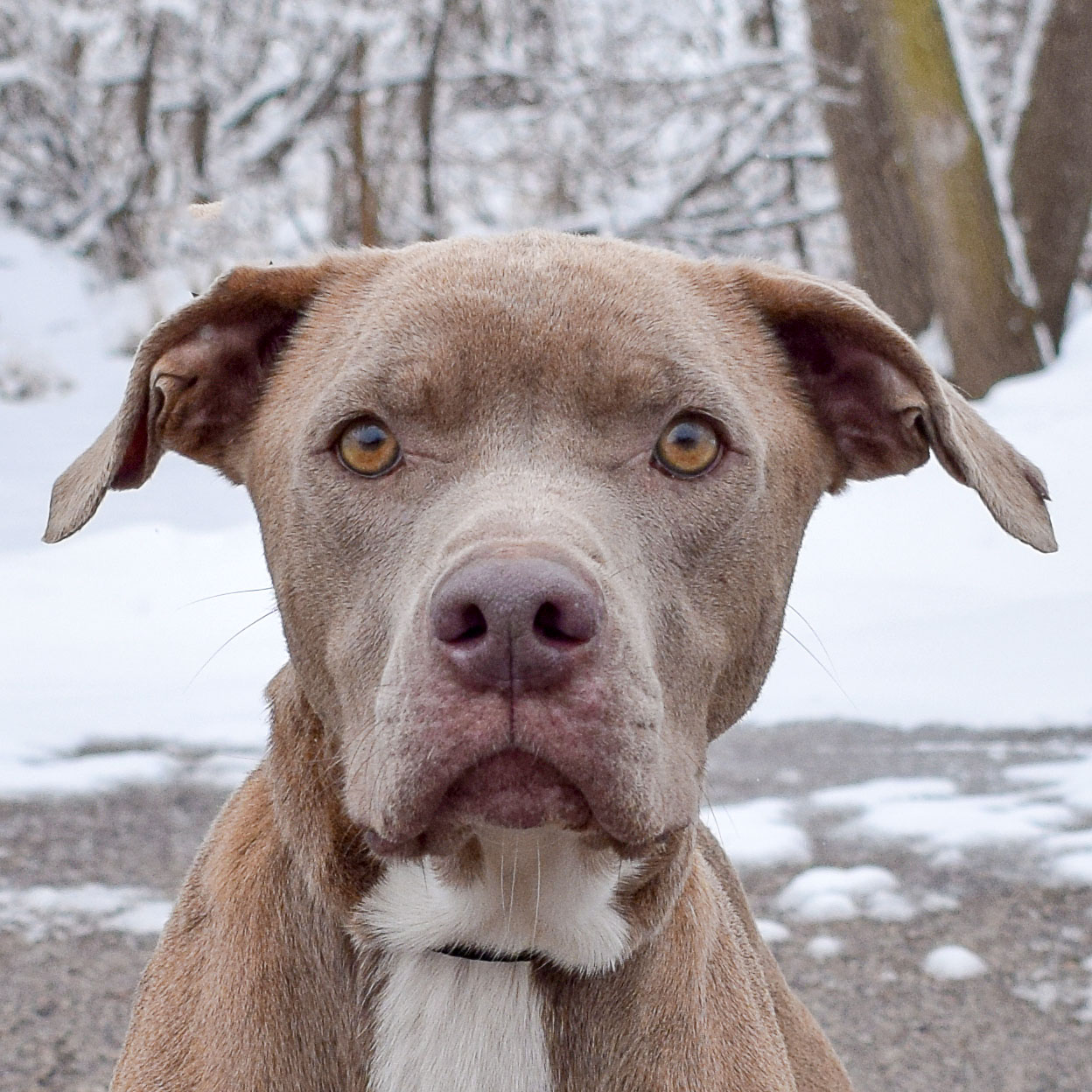 Cici - Animal House Shelter