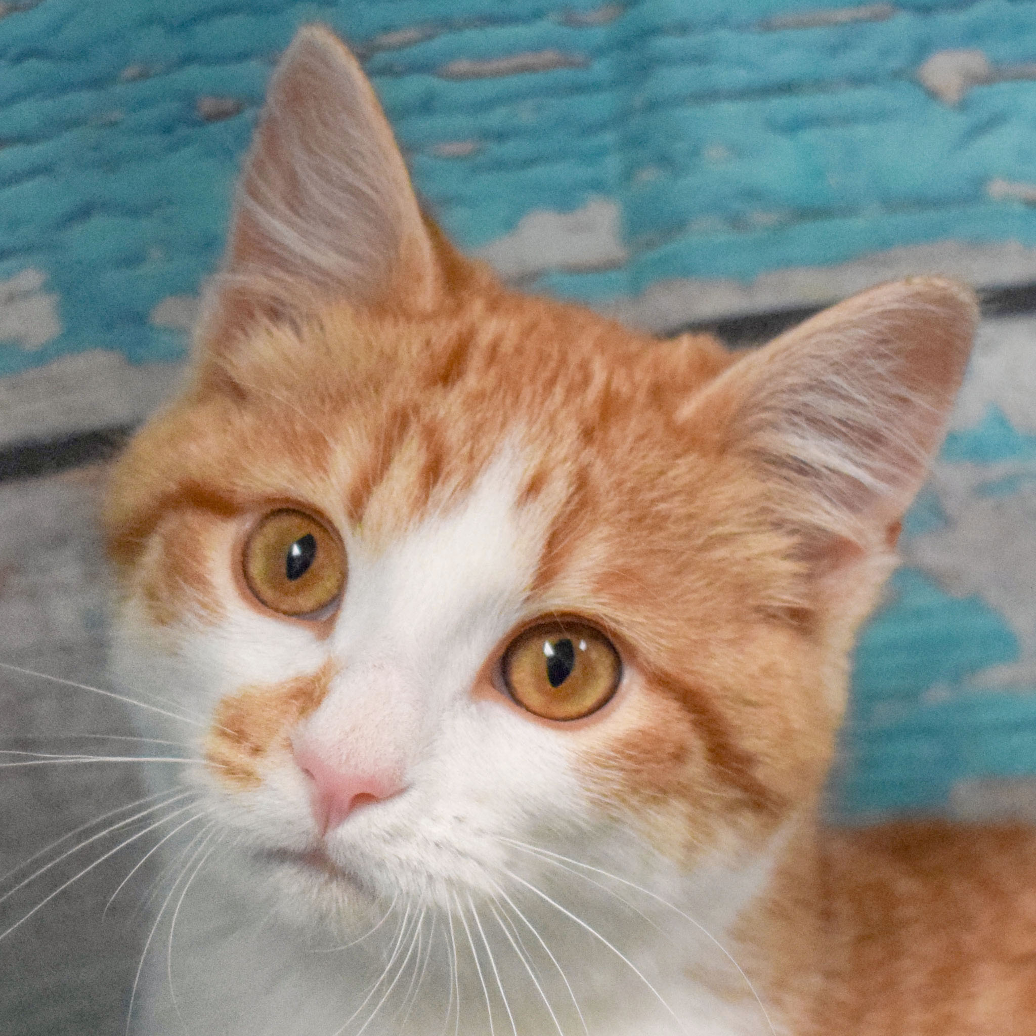 Cooper - Animal House Shelter