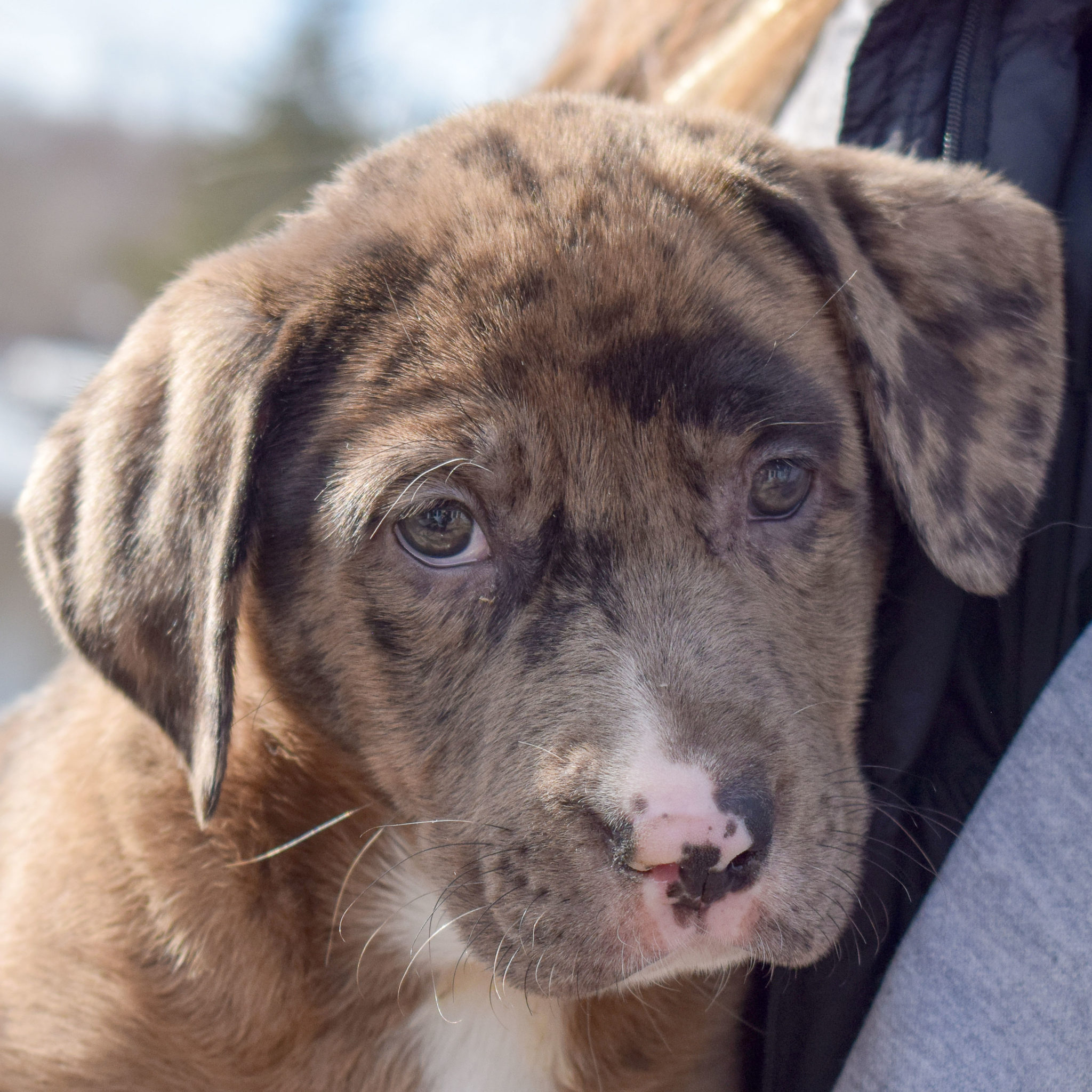 Emma Watson - Animal House Shelter