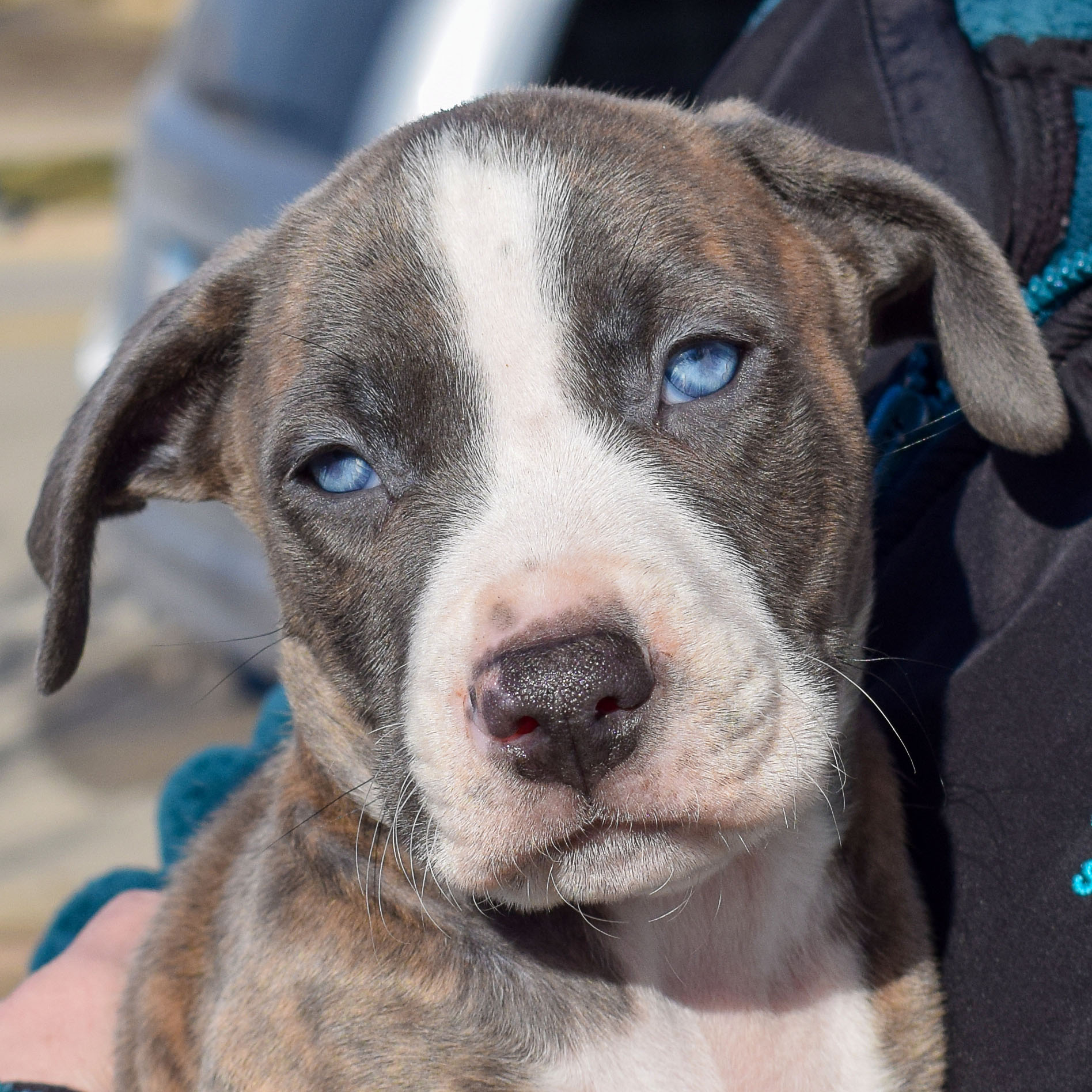 Finn - Animal House Shelter