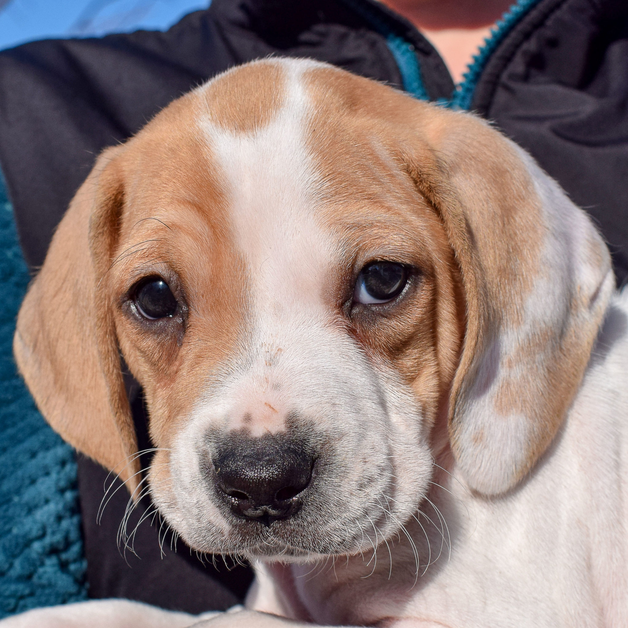 Flo - Animal House Shelter