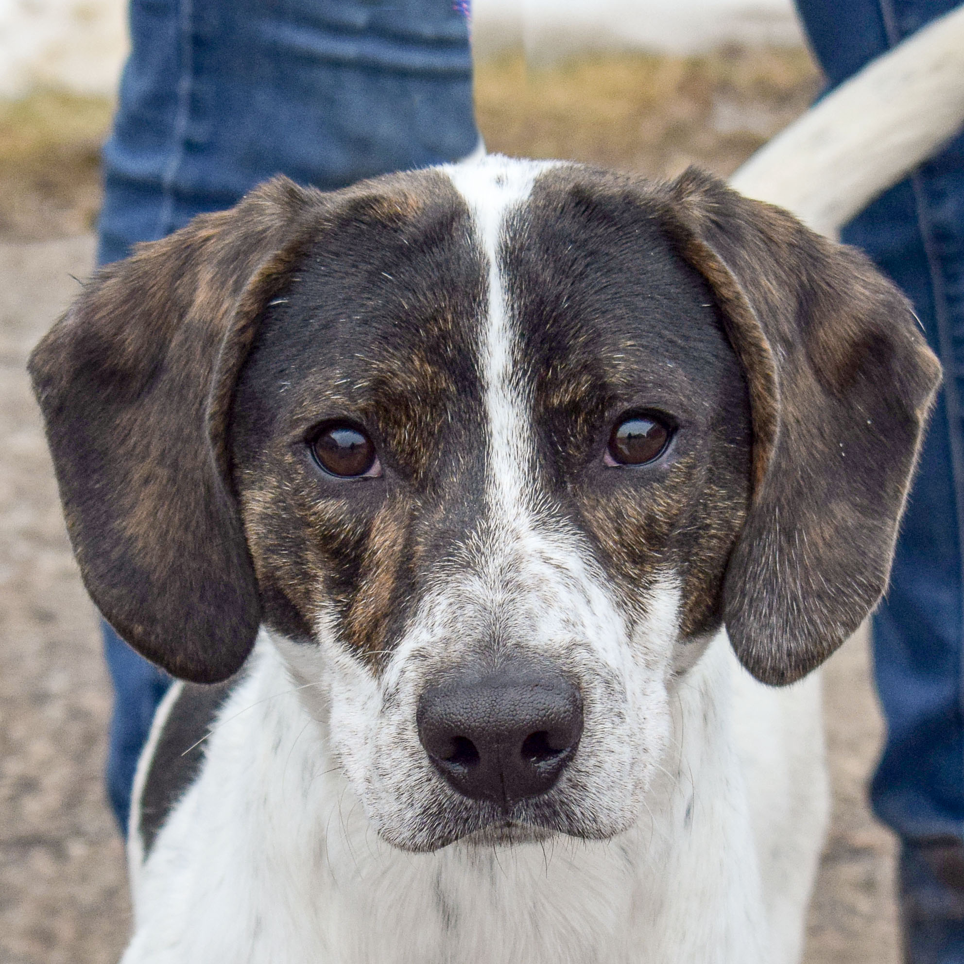 Freckles - Animal House Shelter