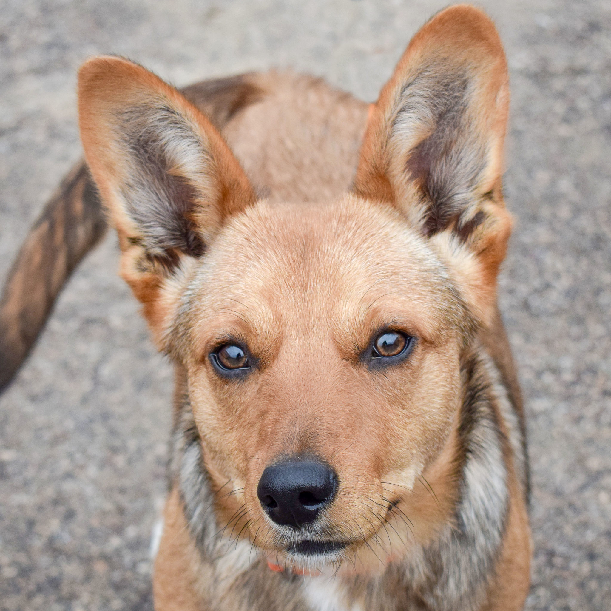 Goober - Animal House Shelter