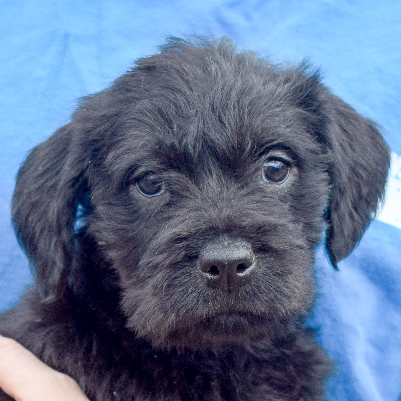 Ingrid - Animal House Shelter