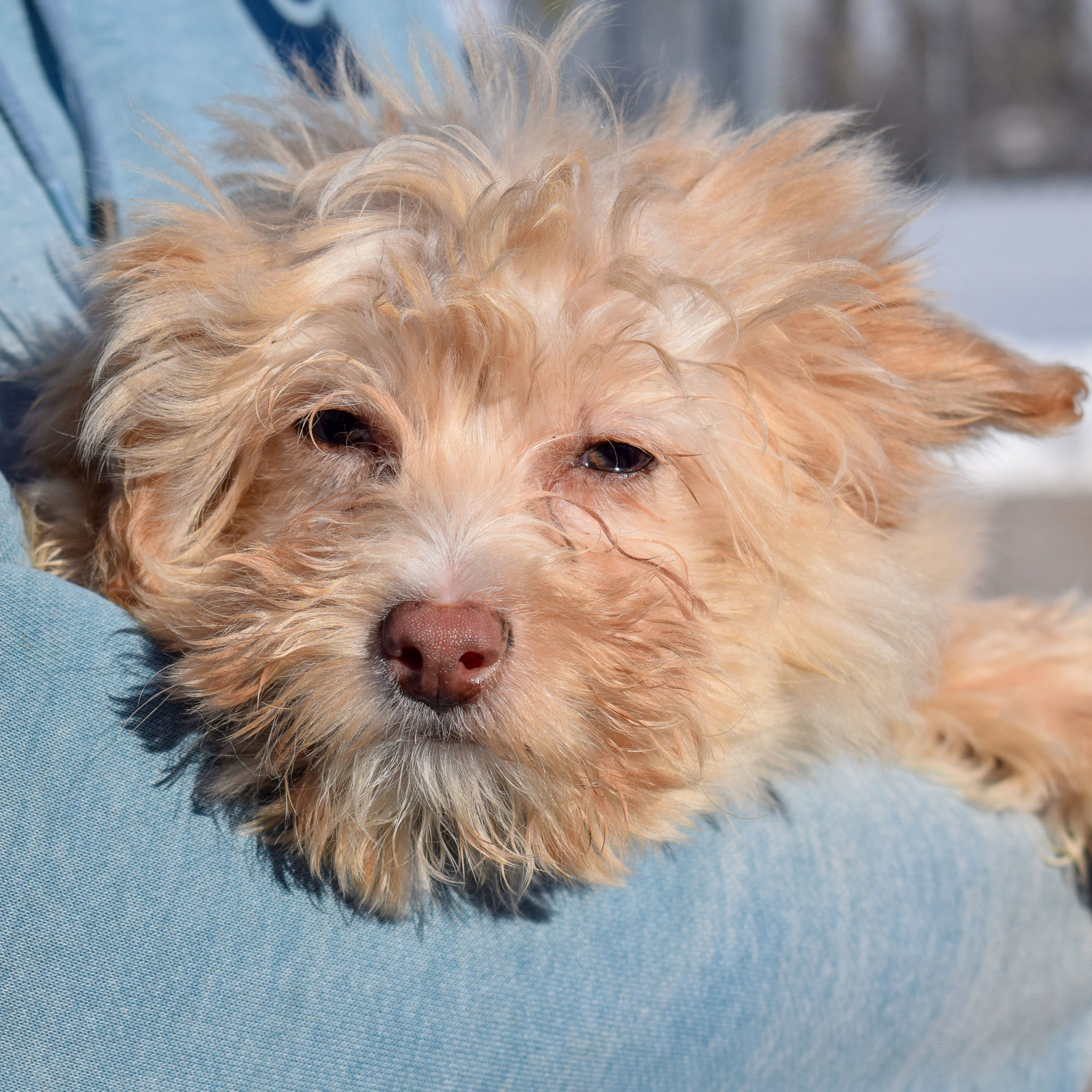 Leo - Animal House Shelter