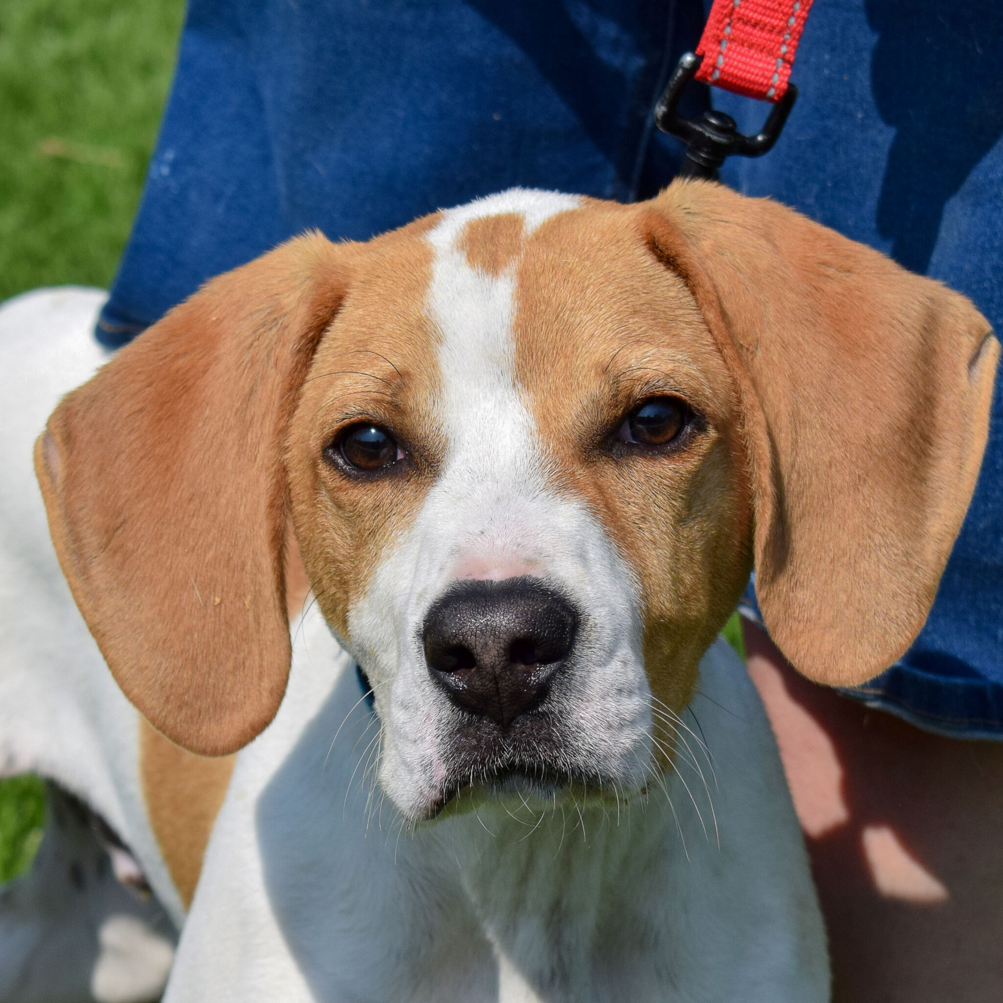 Mack - Animal House Shelter