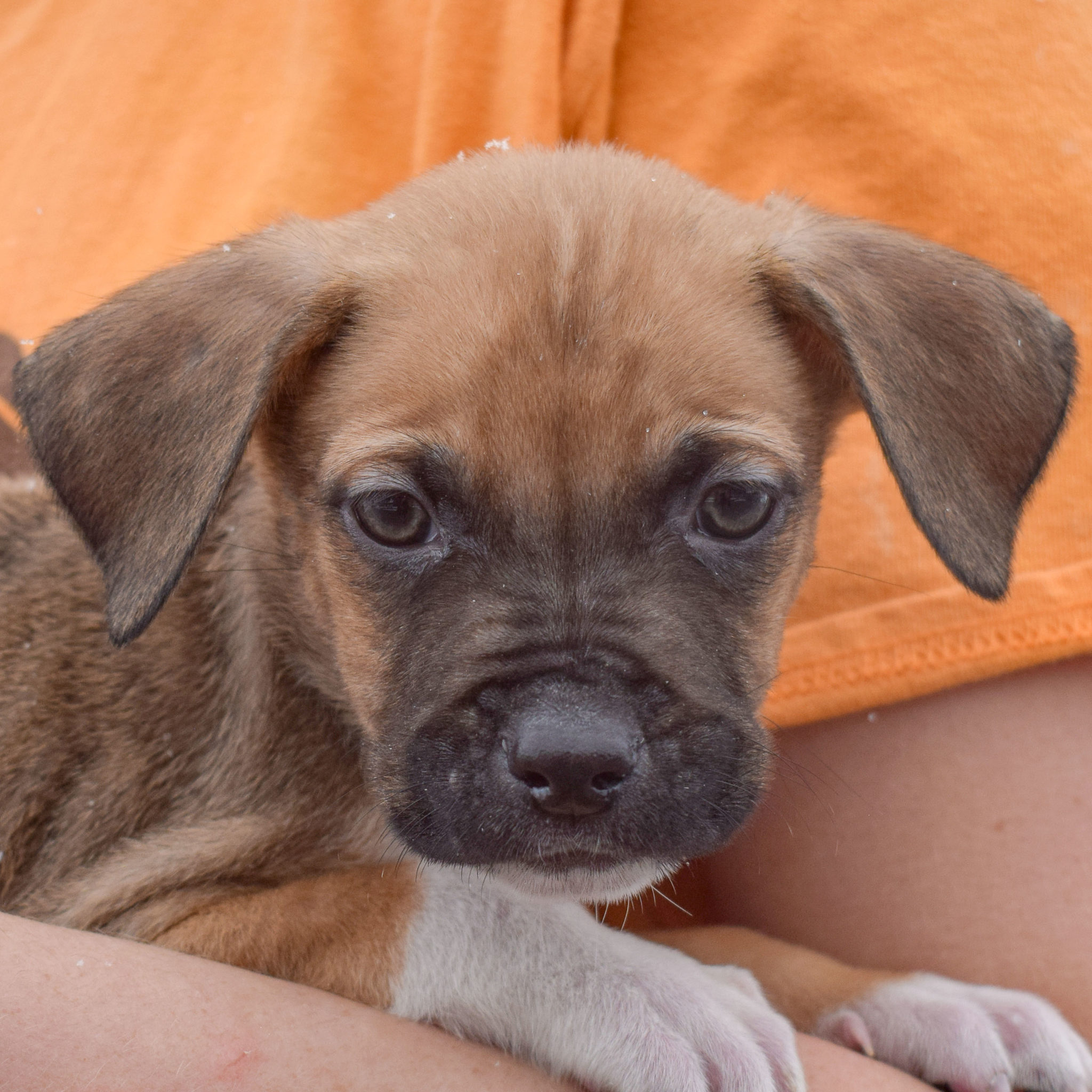 Marcus - Animal House Shelter