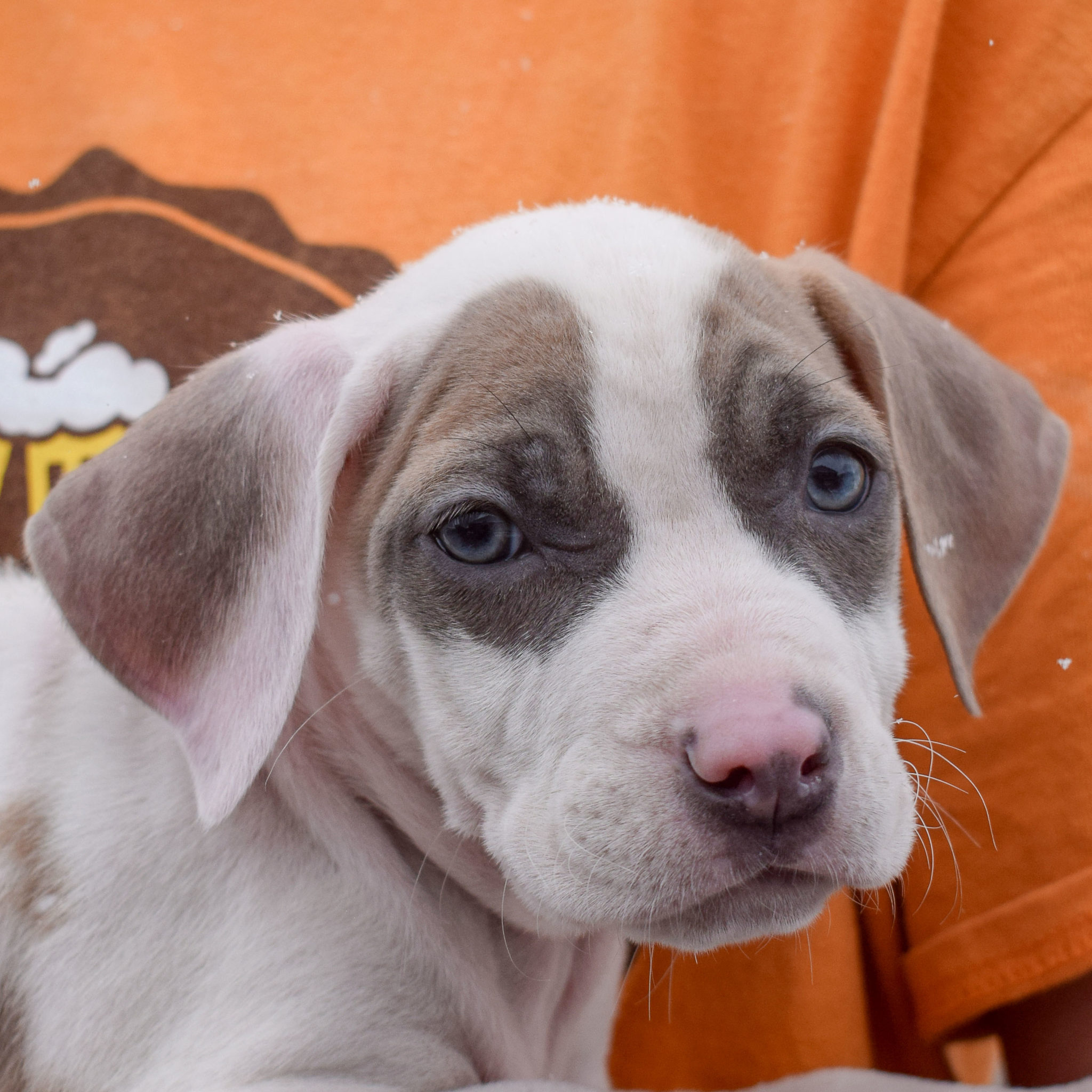 Millie - Animal House Shelter