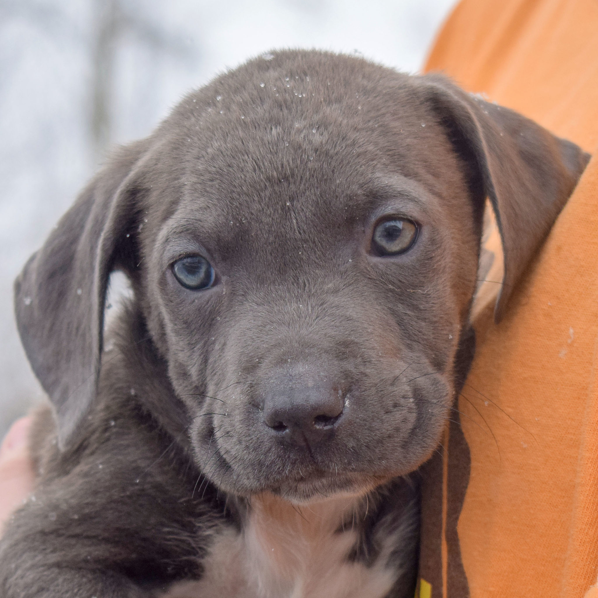 Milo - Animal House Shelter