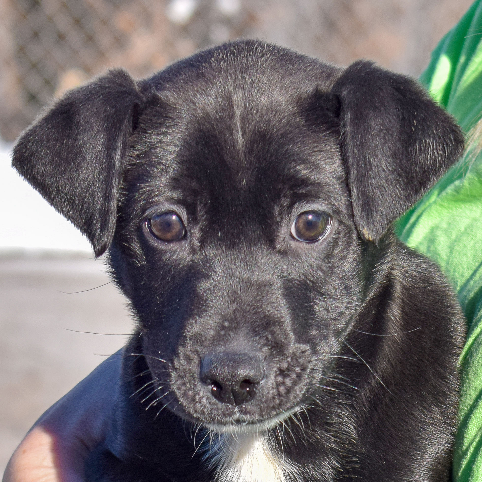 Pringle - Animal House Shelter