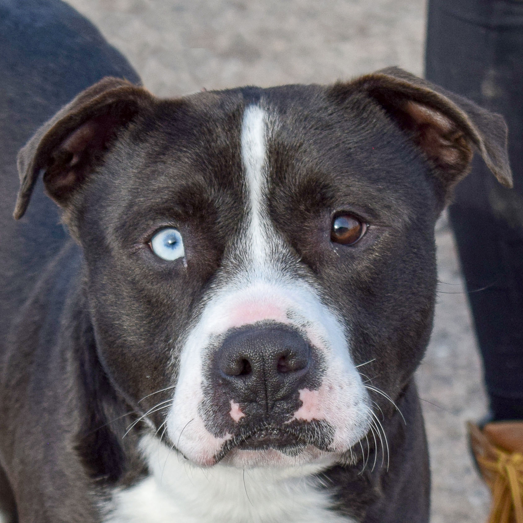 Theo - Animal House Shelter