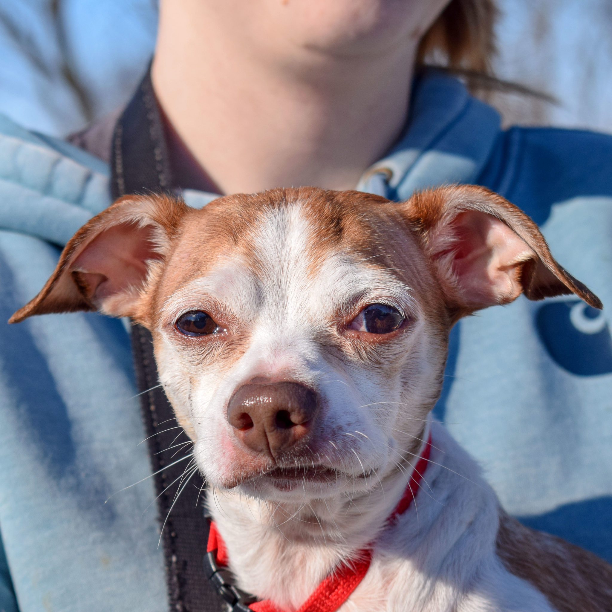 Timmy - Animal House Shelter