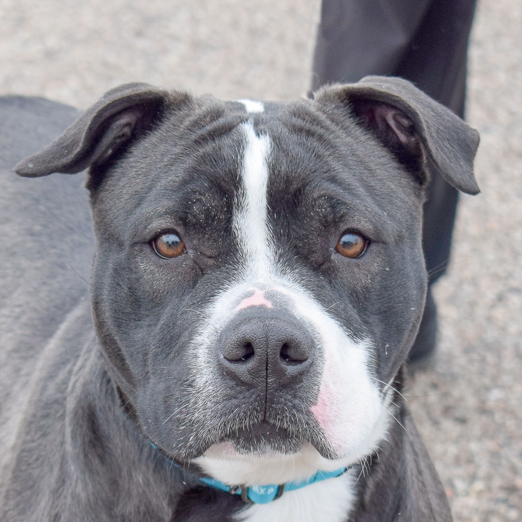 Debbie - Animal House Shelter