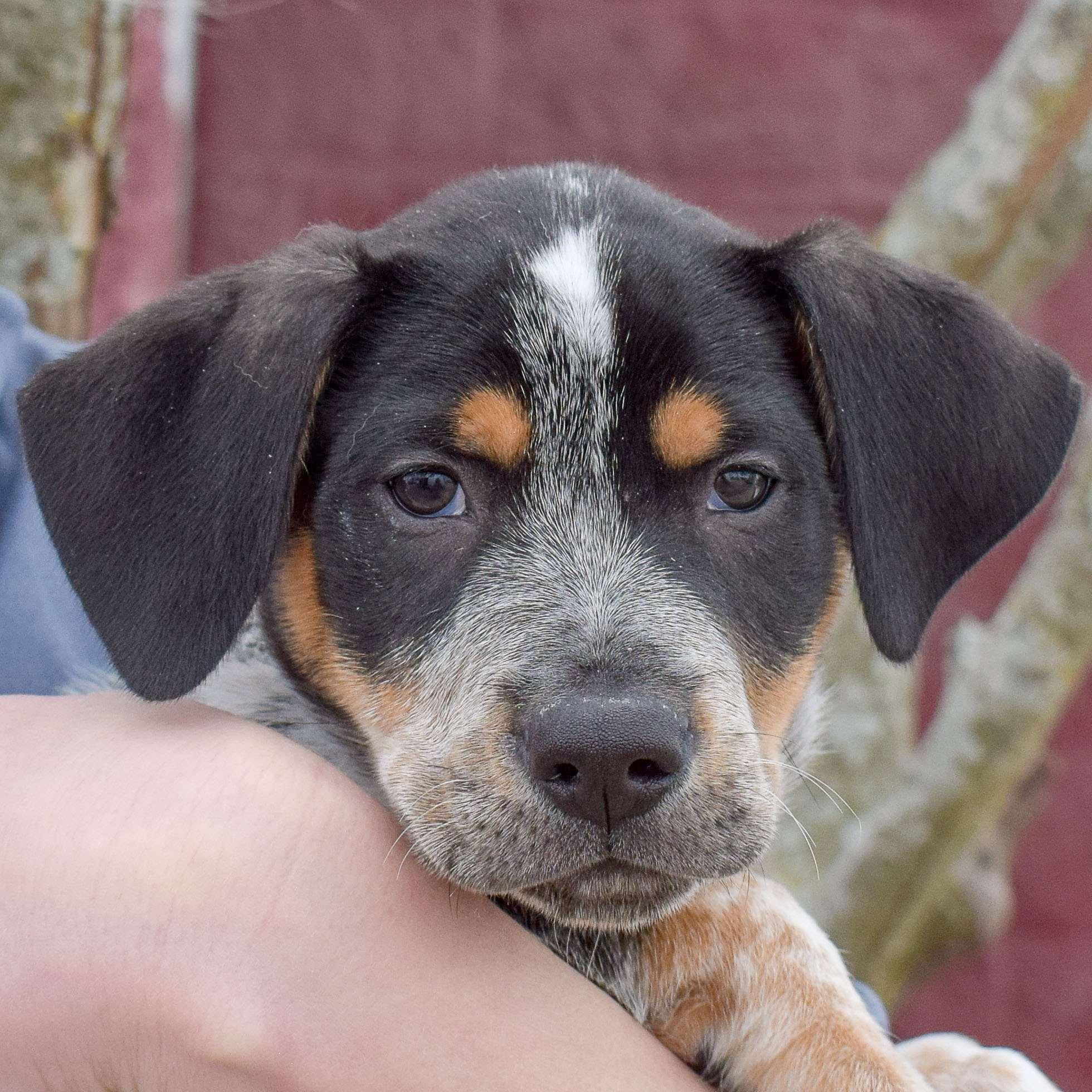 Dos - Animal House Shelter