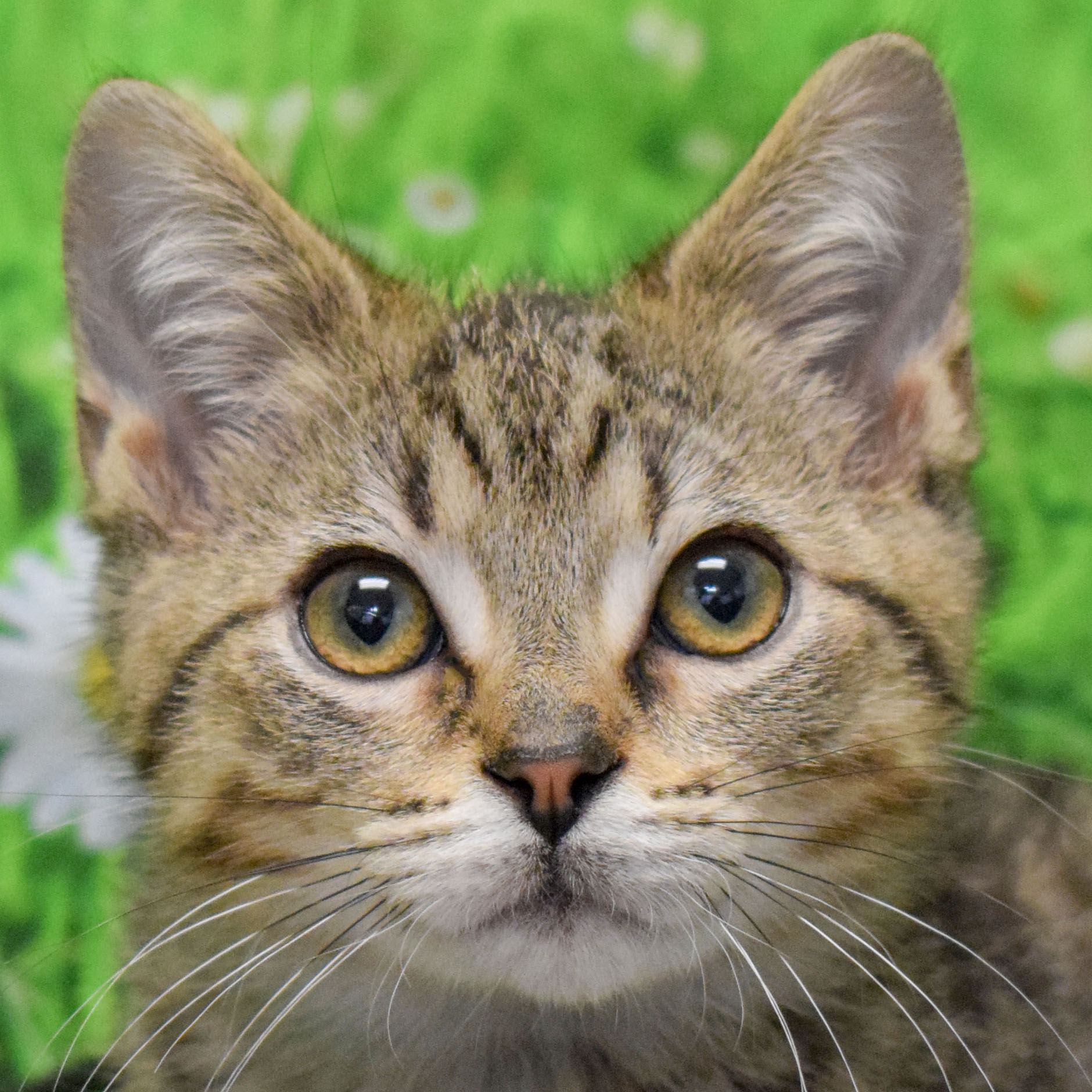 Ferris - Animal House Shelter