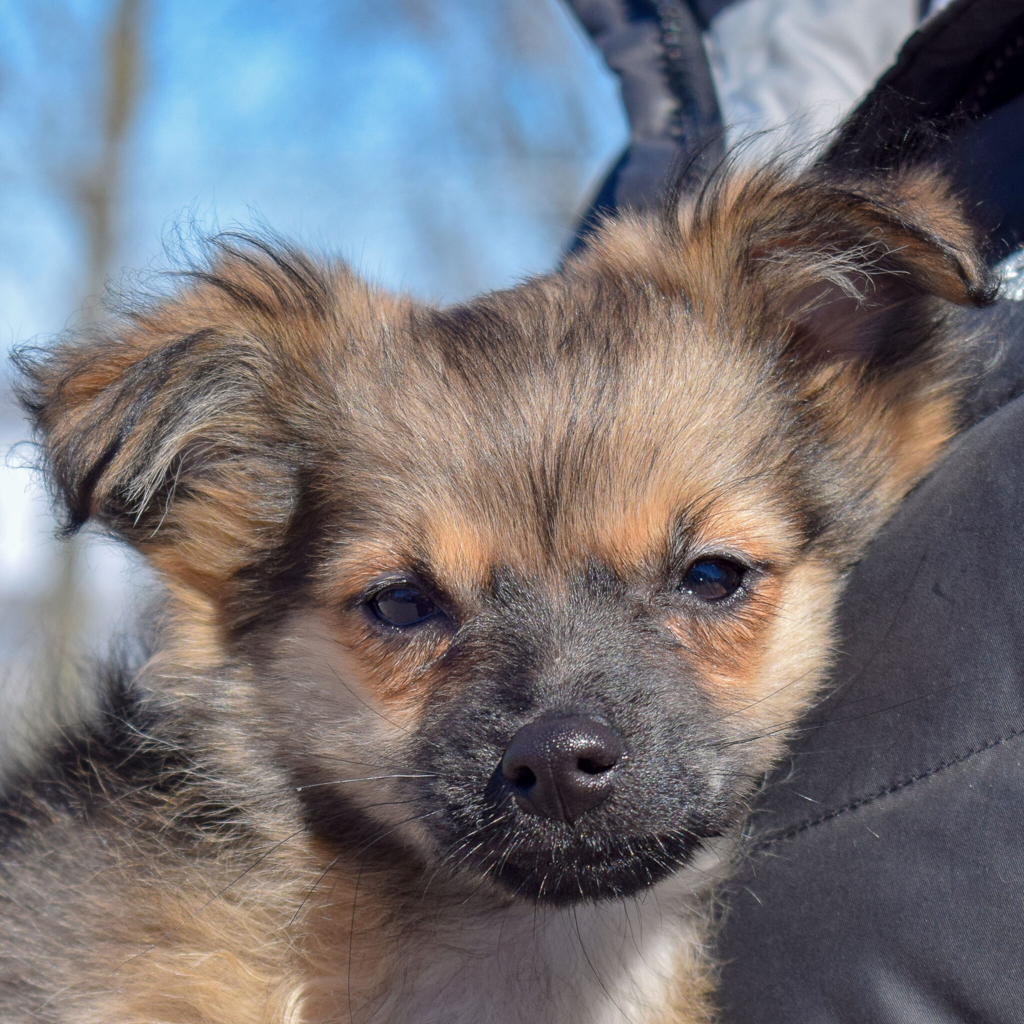 Ricky - Animal House Shelter