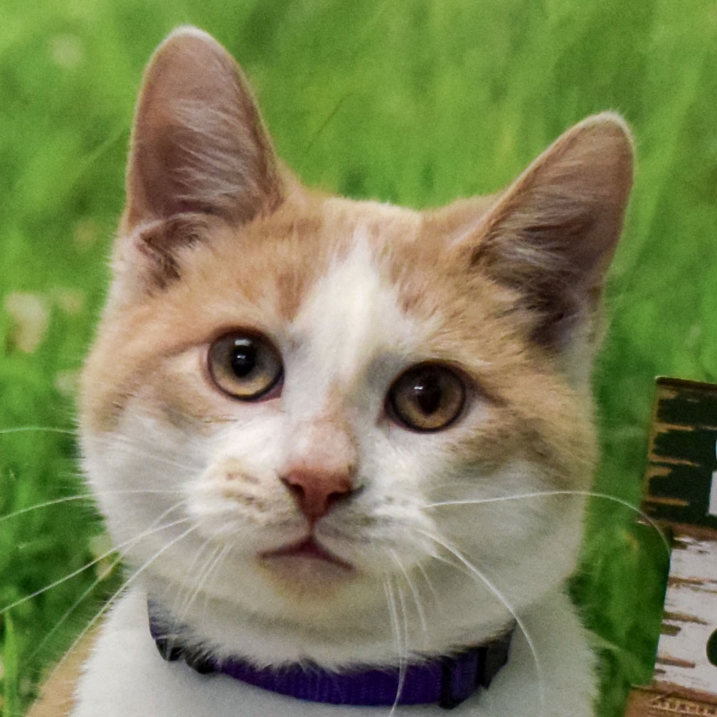 Hobo - Animal House Shelter