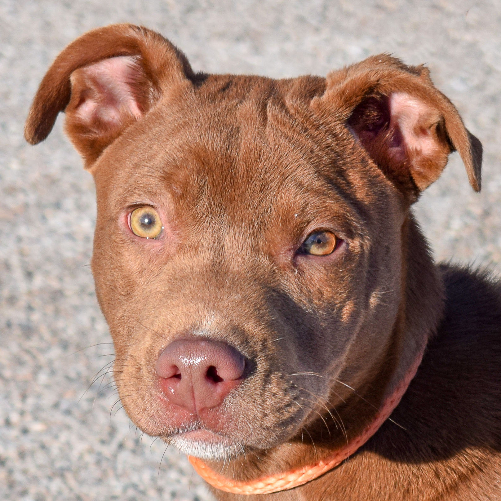 Magnus - Animal House Shelter