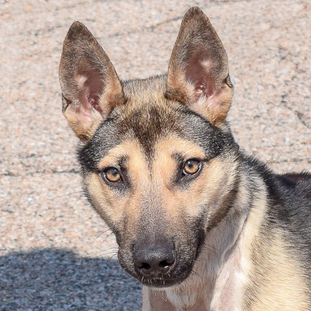 Moe - Animal House Shelter