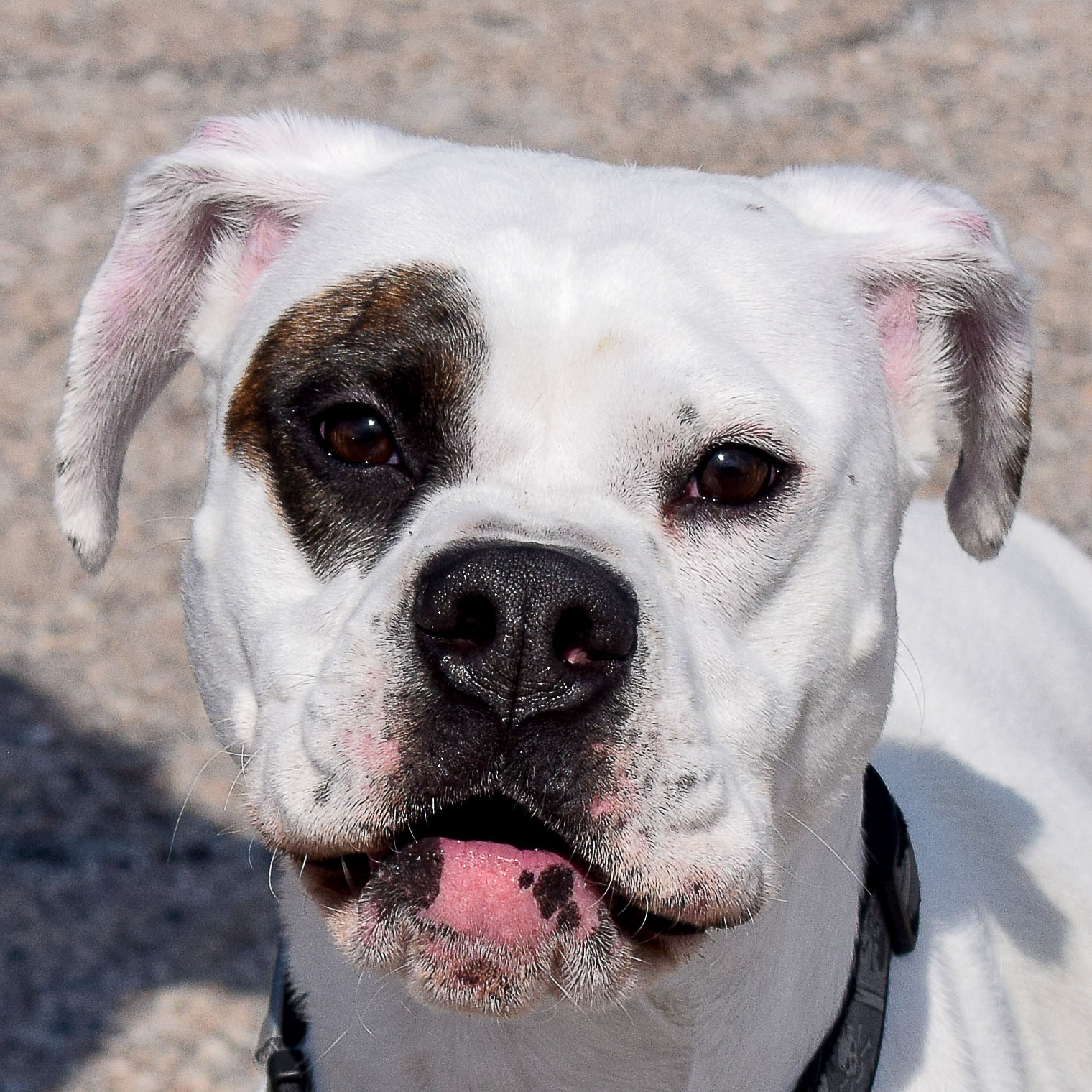 Phoenix - Animal House Shelter