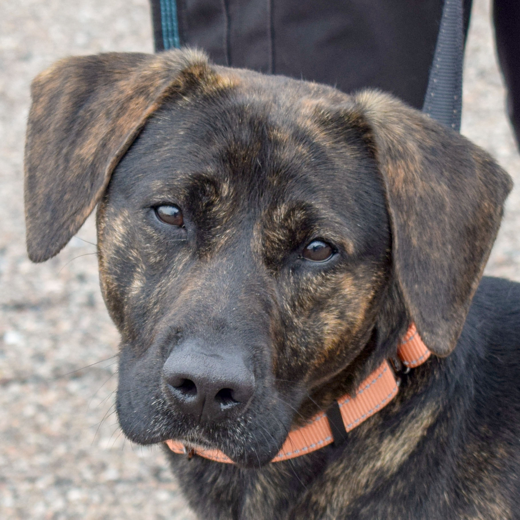 Tigger - Animal House Shelter