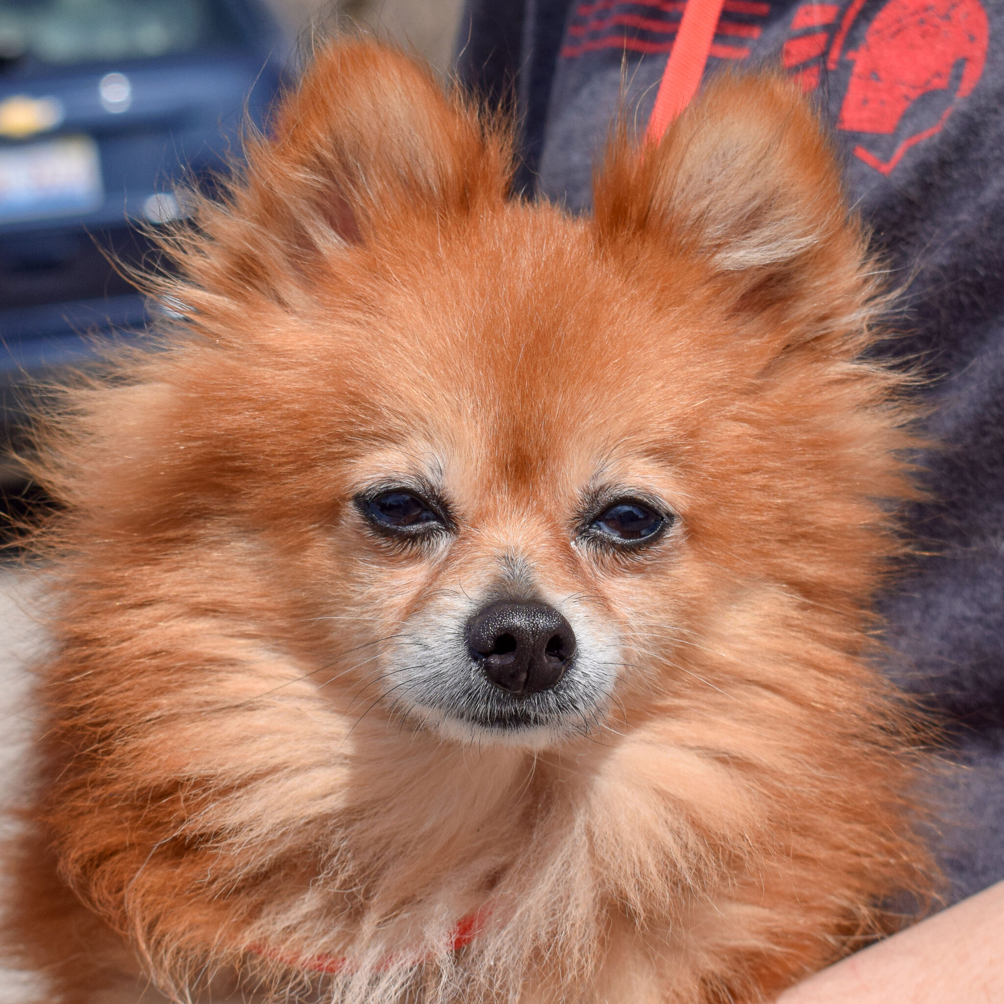 Drake - Animal House Shelter