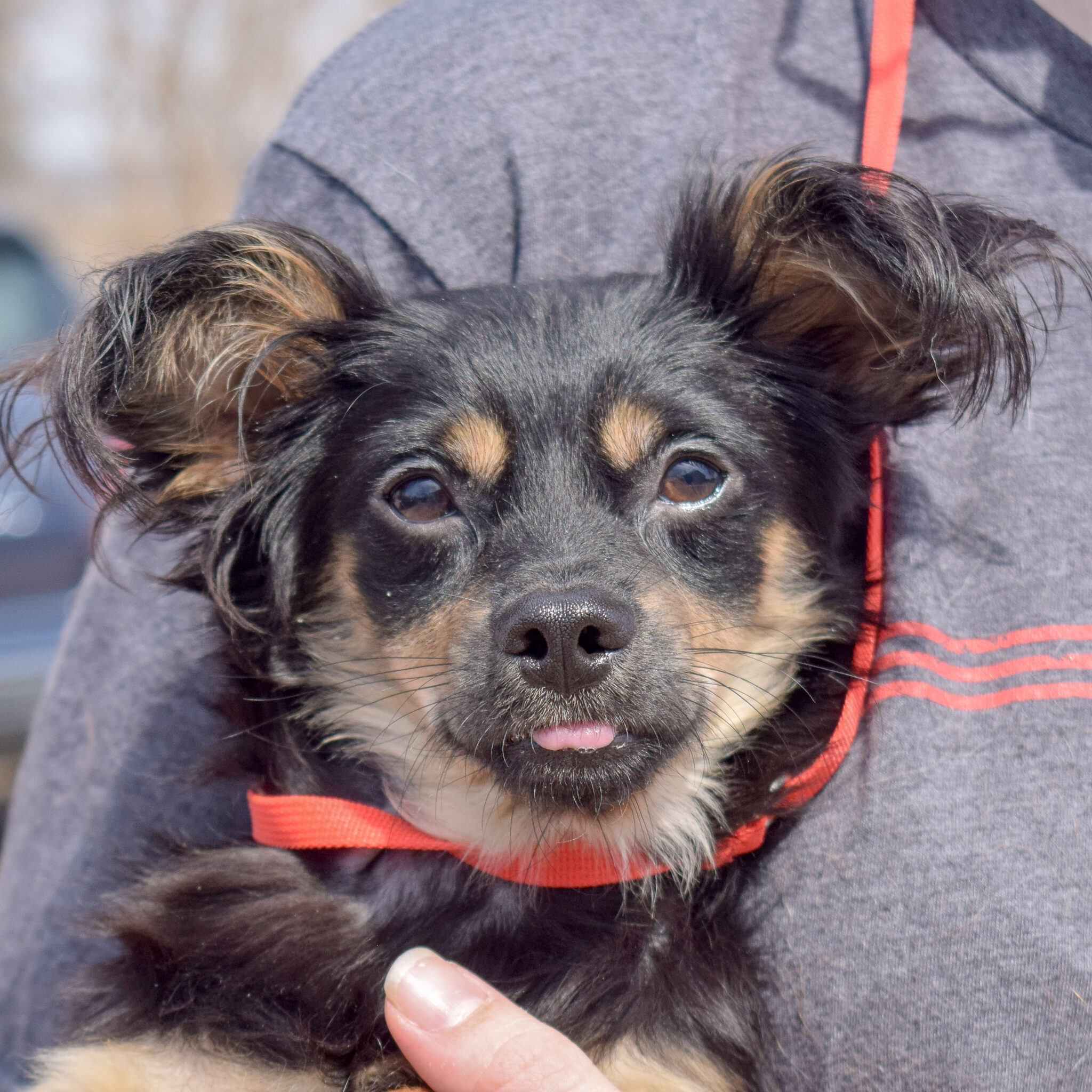 Grayson - Animal House Shelter