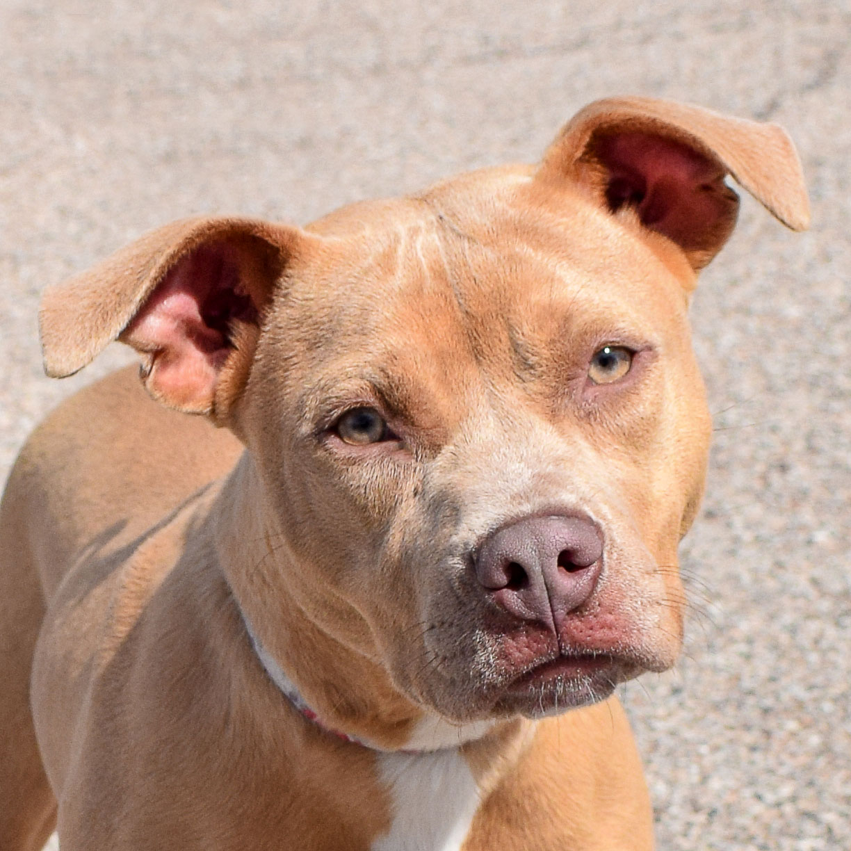 Helen - Animal House Shelter