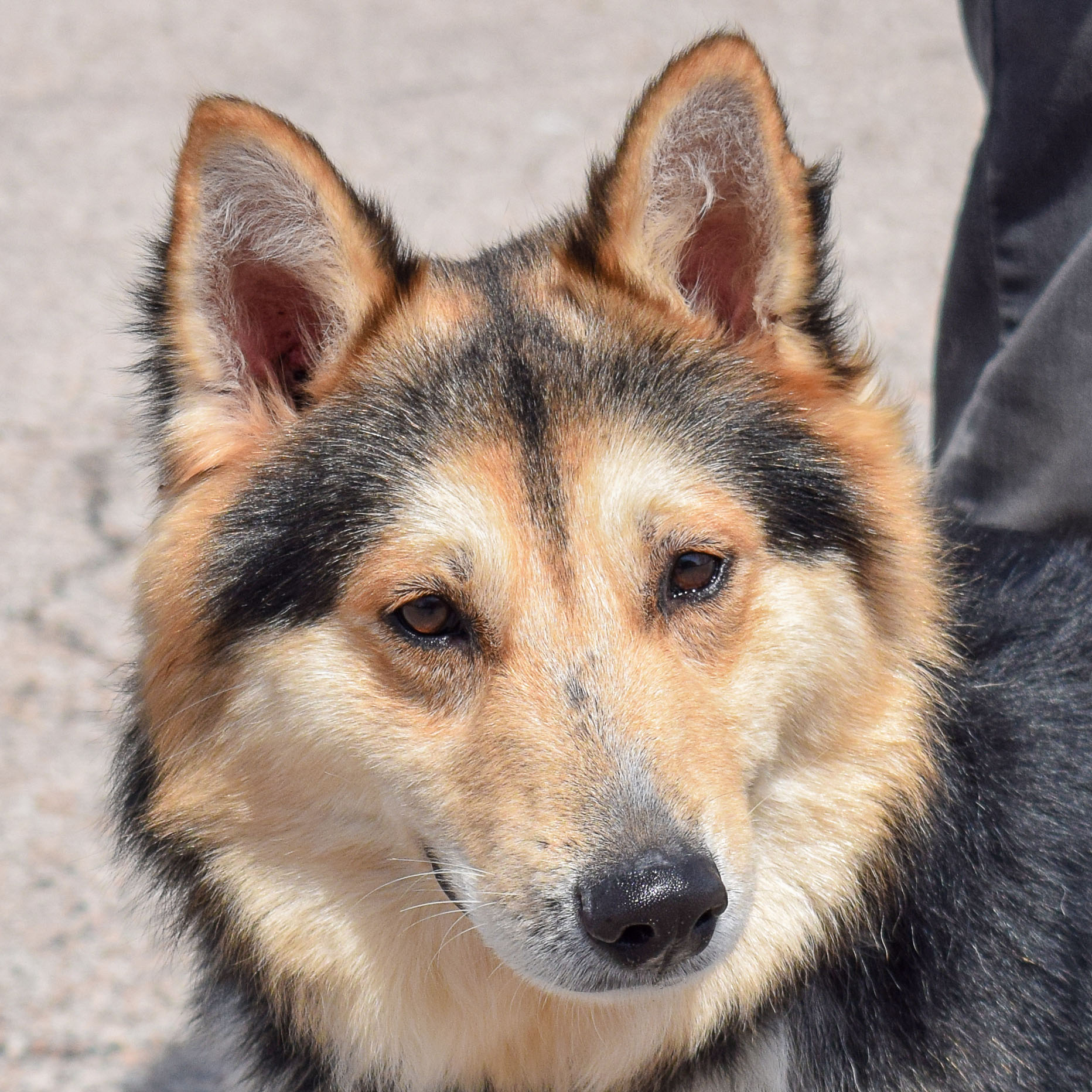 Lucas - Animal House Shelter