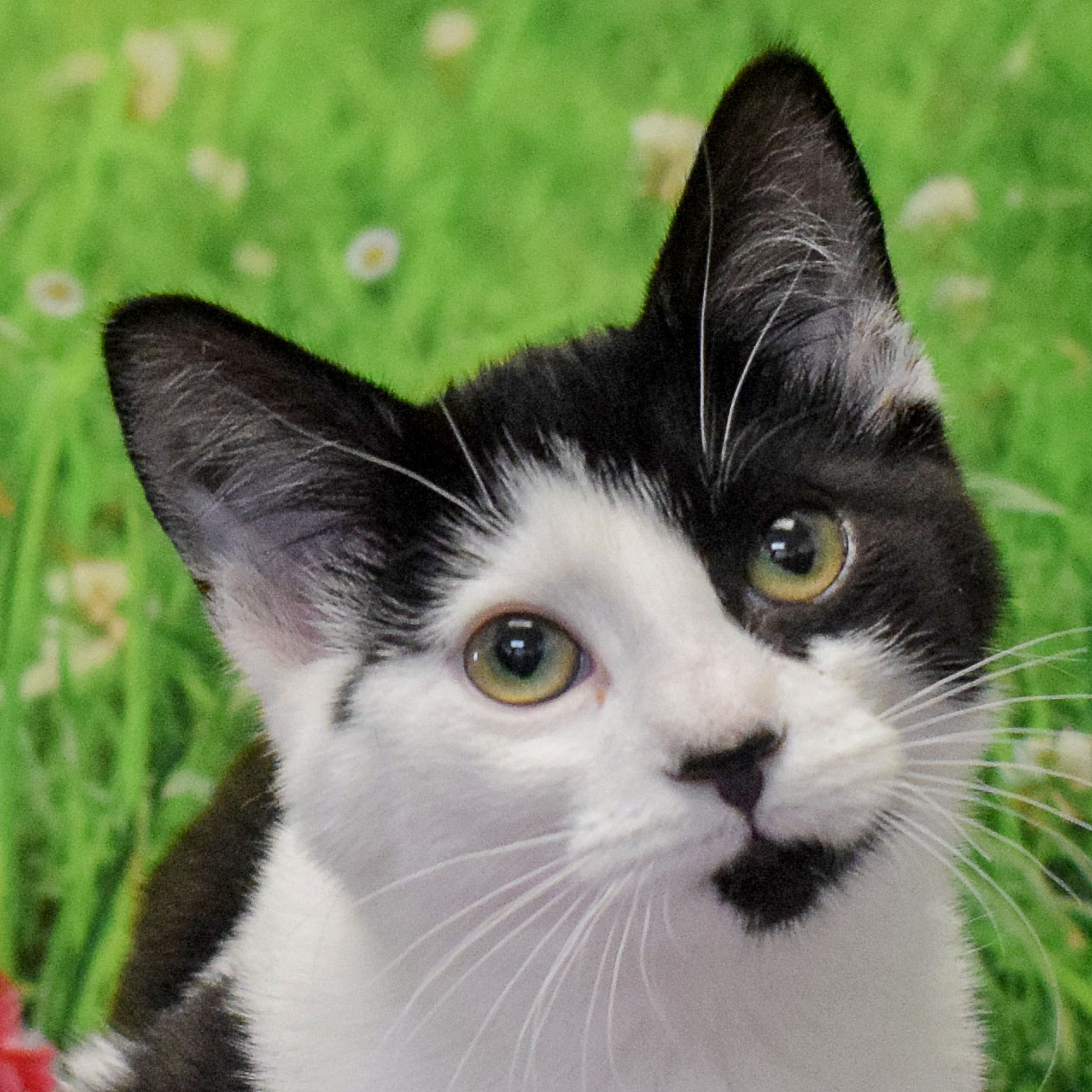 Maddie - Animal House Shelter