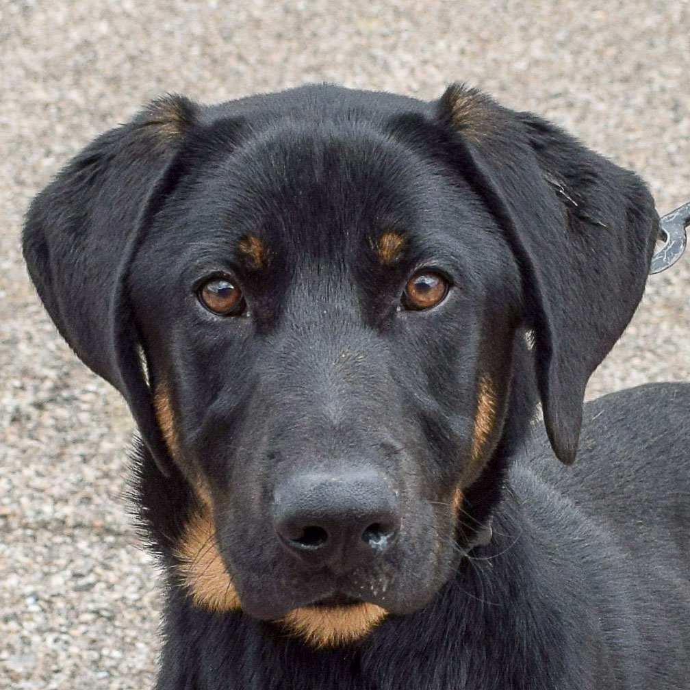 Maverick - Animal House Shelter