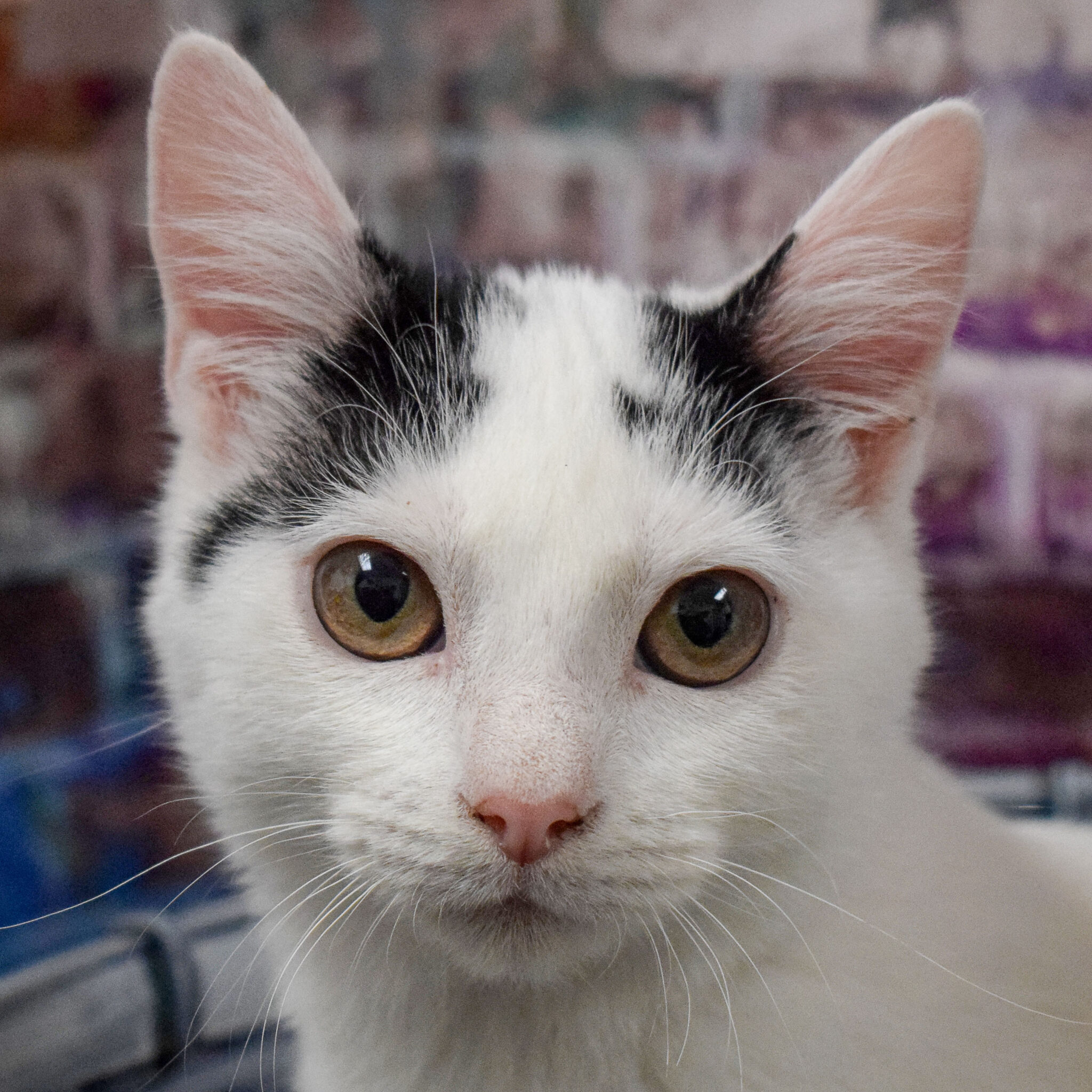 Munchkin - Animal House Shelter