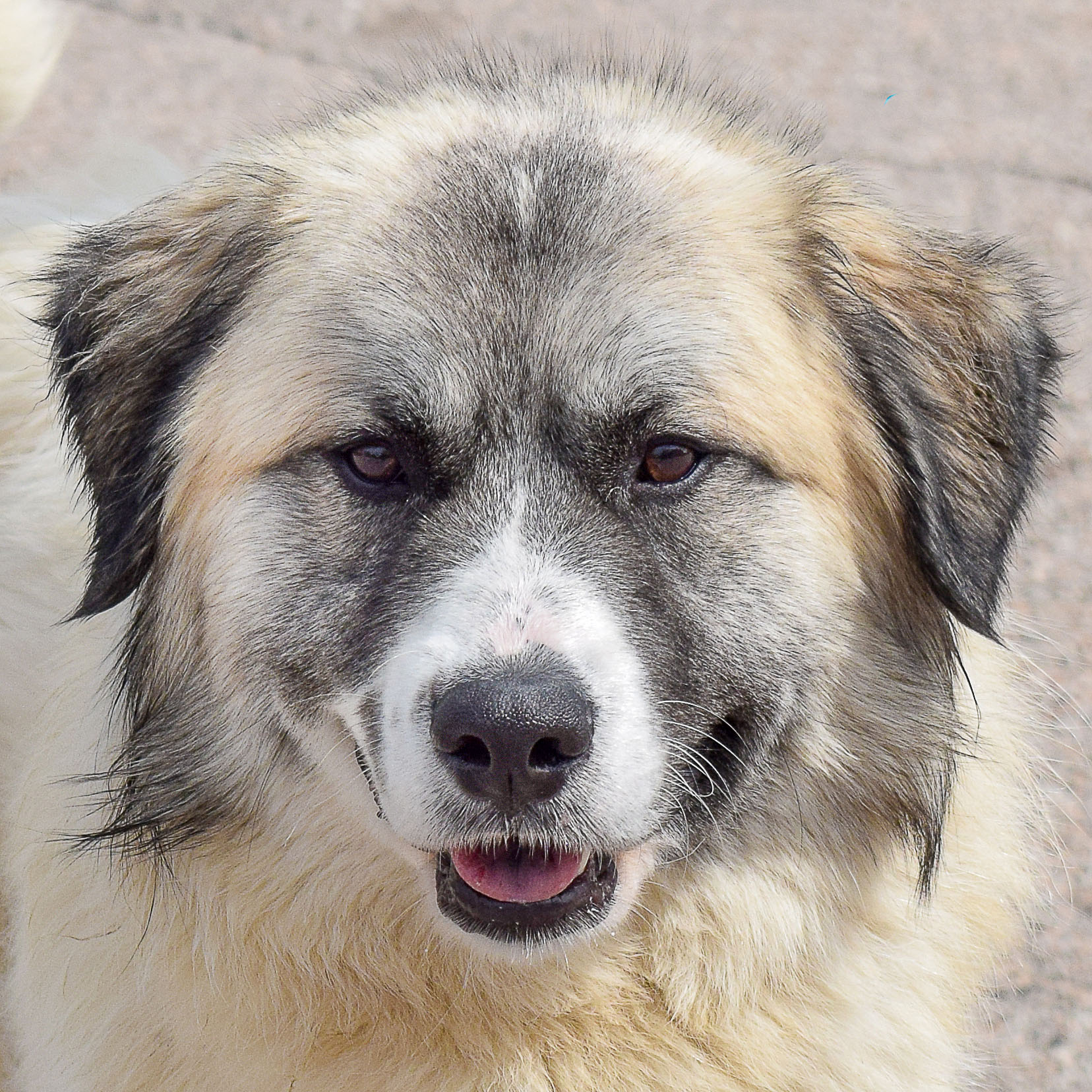 Otis - Animal House Shelter