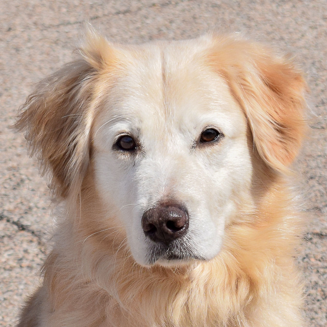 Poppy - Animal House Shelter